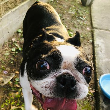 Slicey McSlicer Knife Sharpening - Home