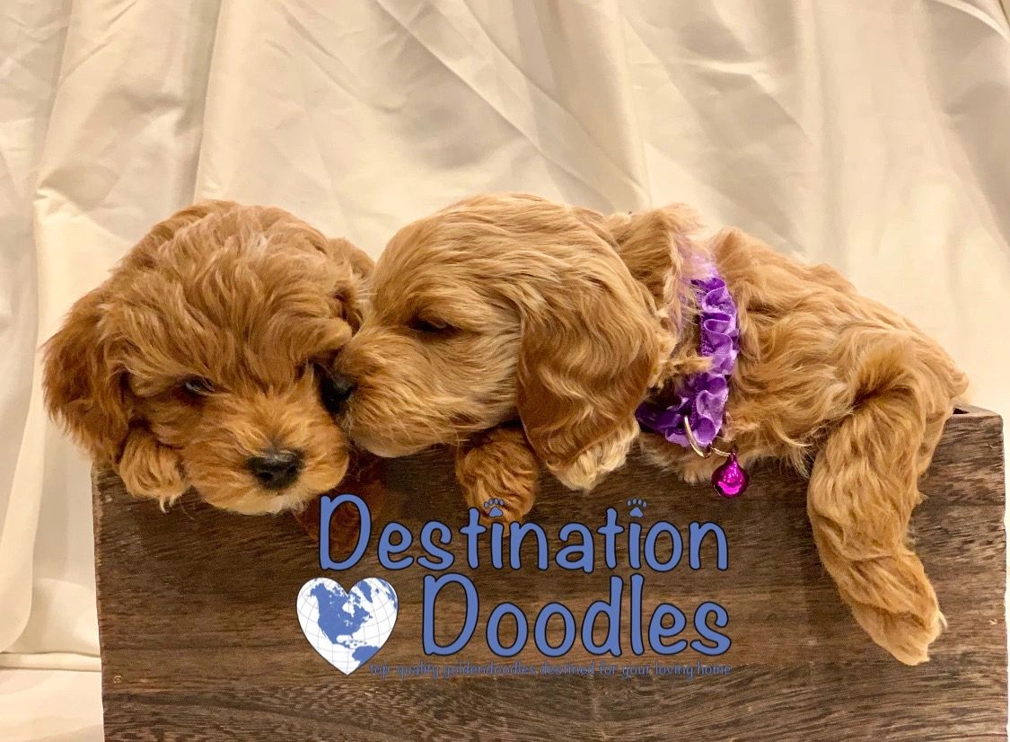 Destination Doodles - Petite/Toy & Mini Goldendoodles, Goldendoodle Destination Doodles - Petite/Toy & Mini Goldendoodles, Goldendoodle