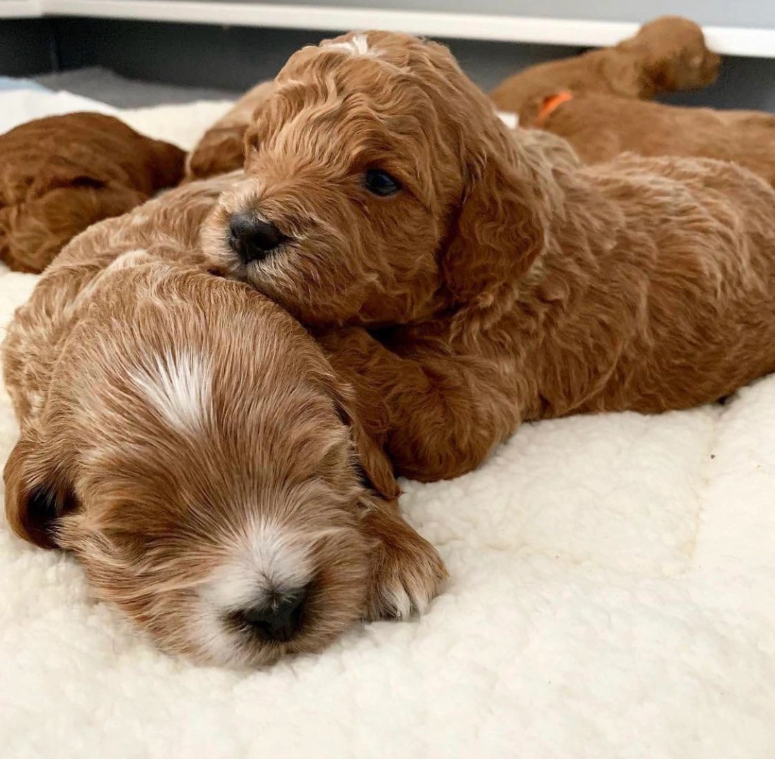 Destination Doodles - Petite/Toy & Mini Goldendoodles, Goldendoodle Destination Doodles - Petite/Toy & Mini Goldendoodles, Goldendoodle