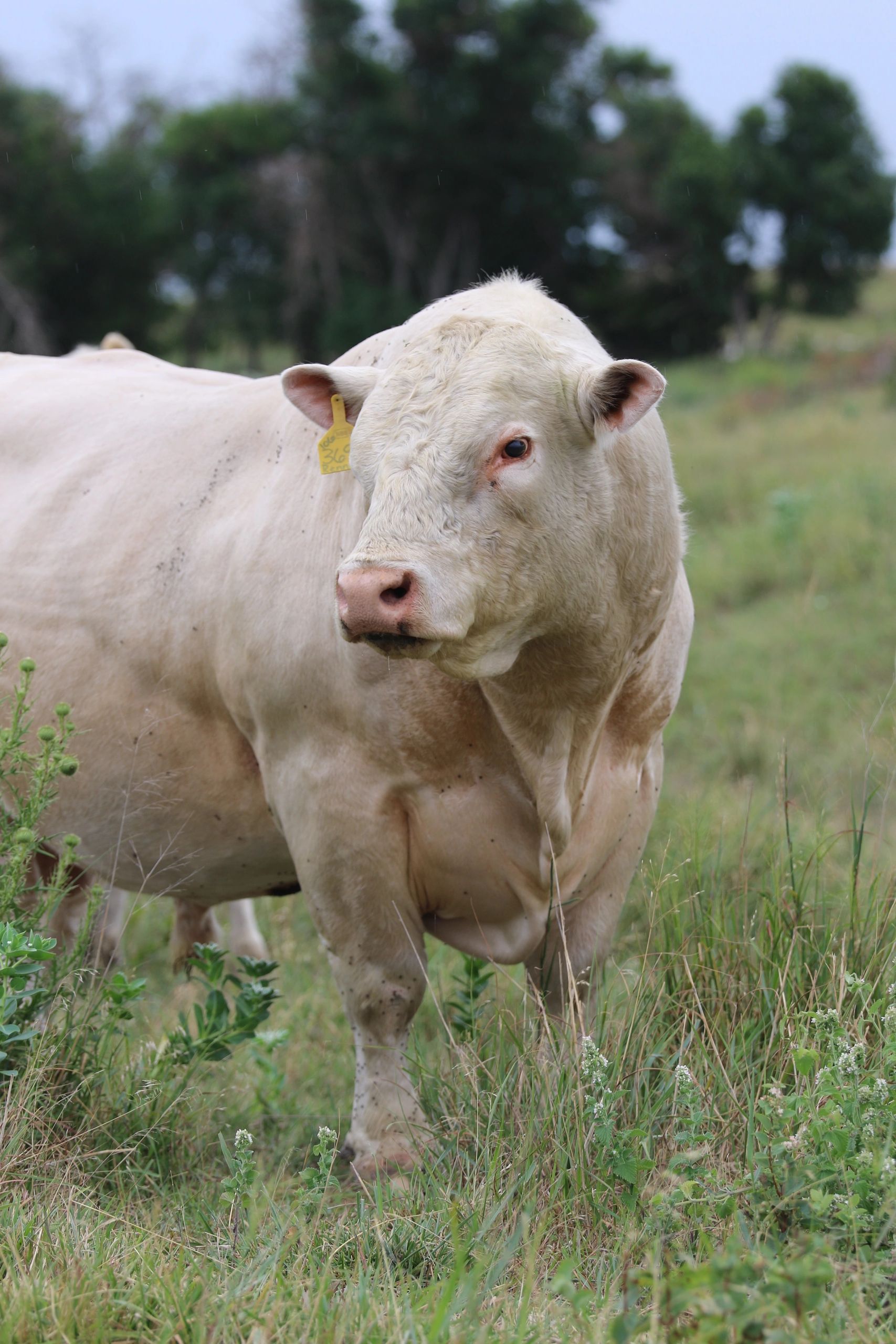 Rennert Ranch - Charolais Sires, Herd Bulls | Rennert Ranch