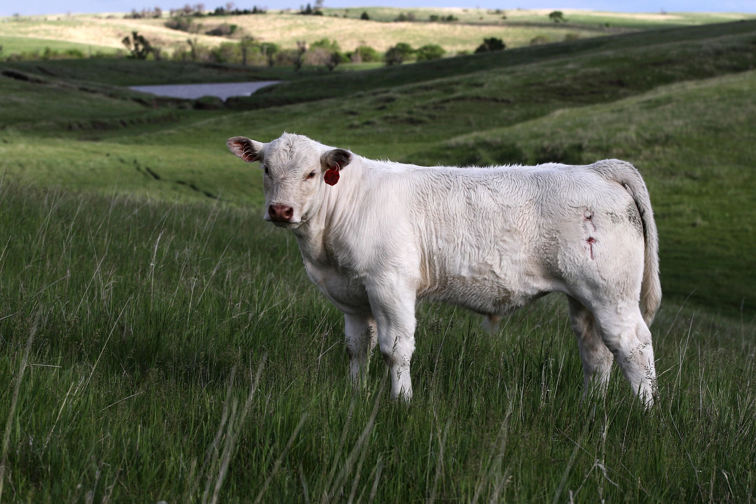 Charolais Bulls - Rennert Ranch | Rennert Ranch