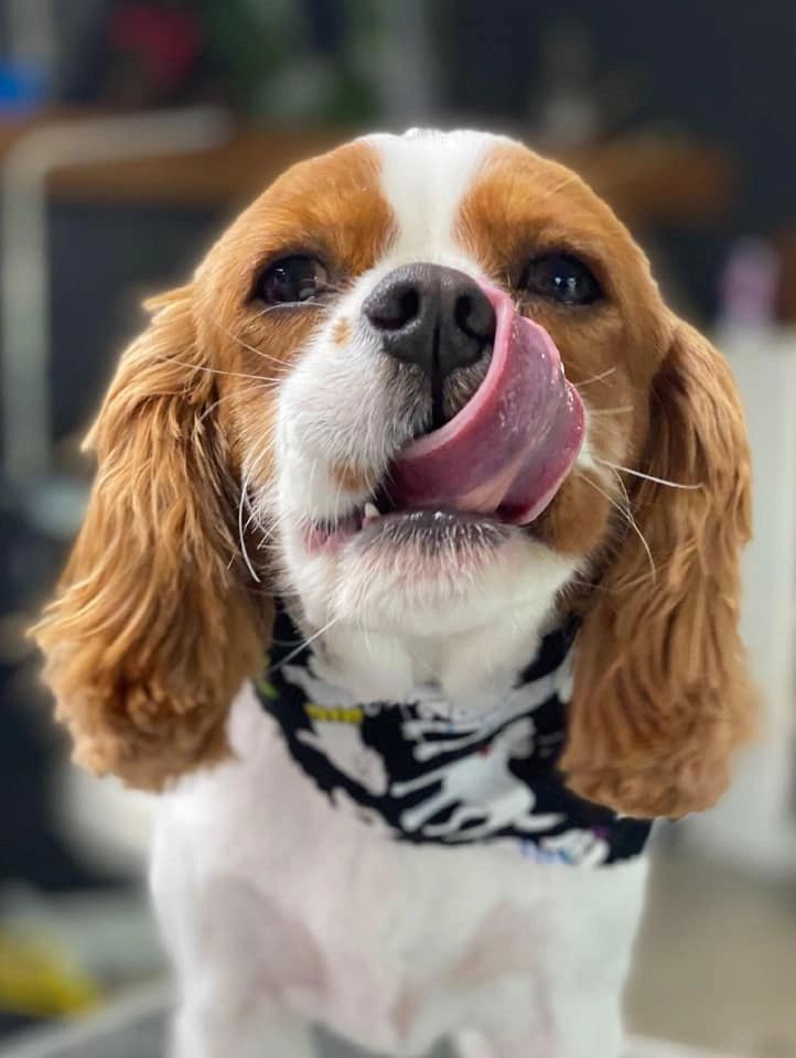 Contact Us | K-9 Bath Body & Boarding