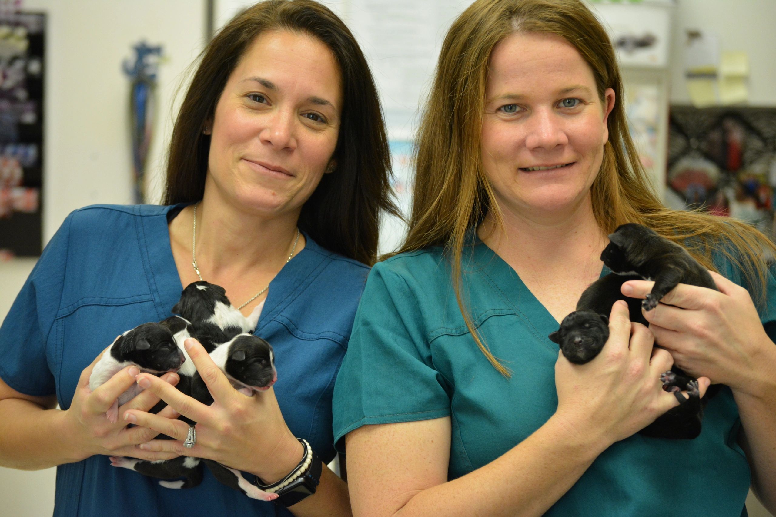 Katy Vet Clinic