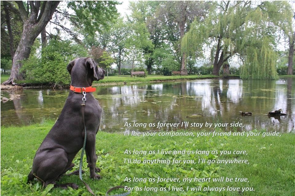 About Us | Dreamweaver Weimaraners