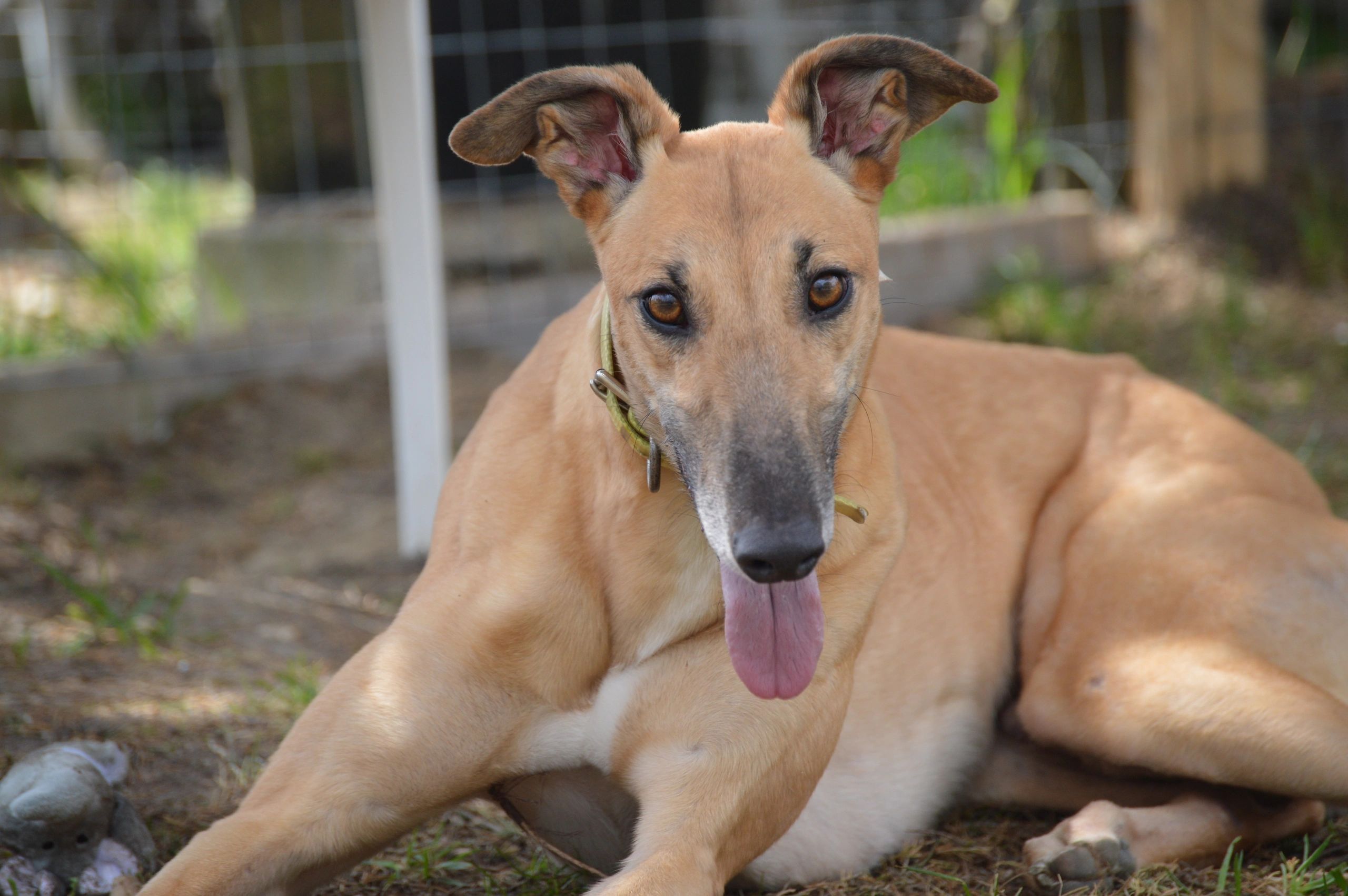 About Us Greyhound Angels Adoption