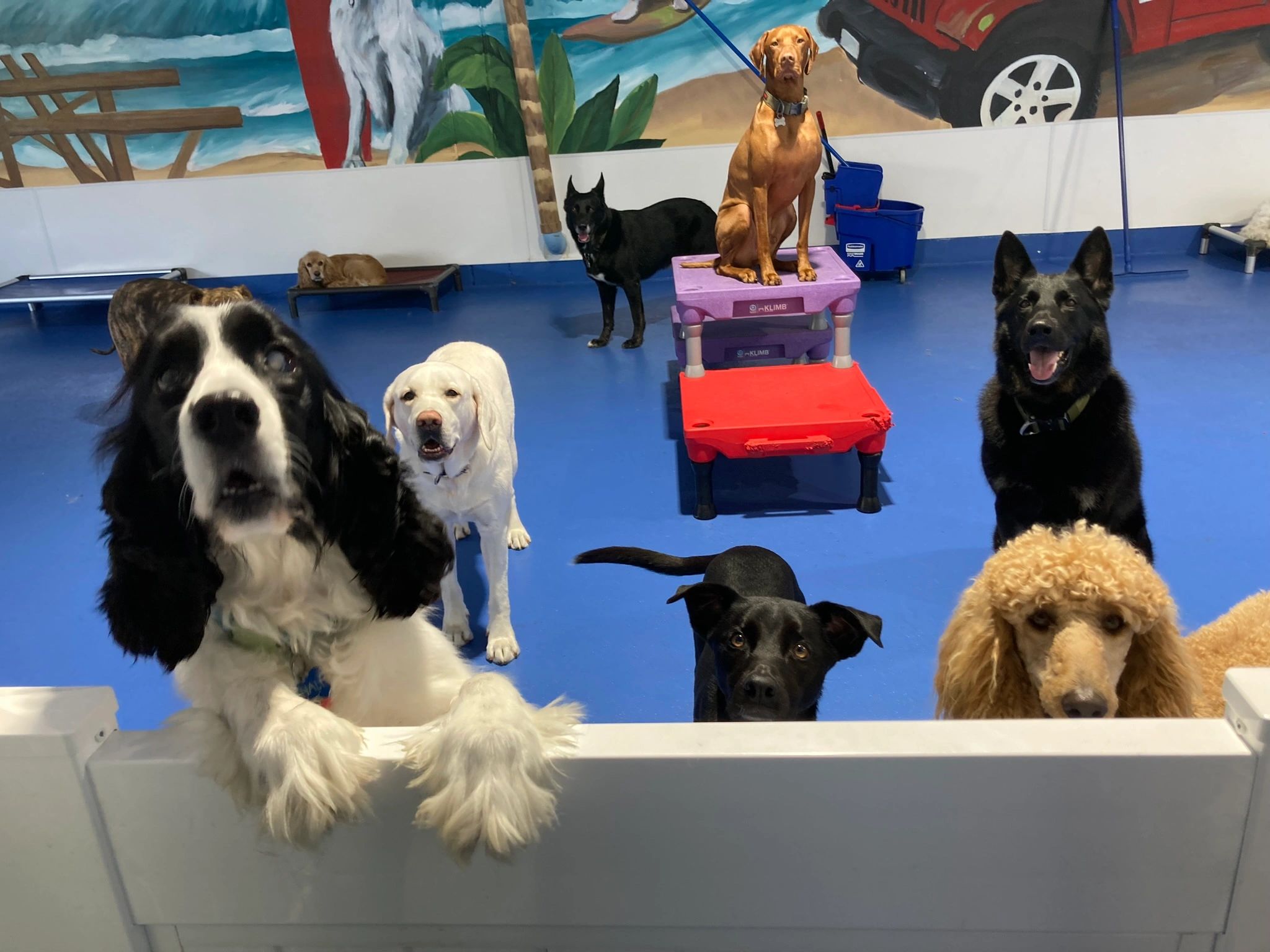 Doggie Daycare.And More Dog Boarding Dog Daycare Dog Hotel