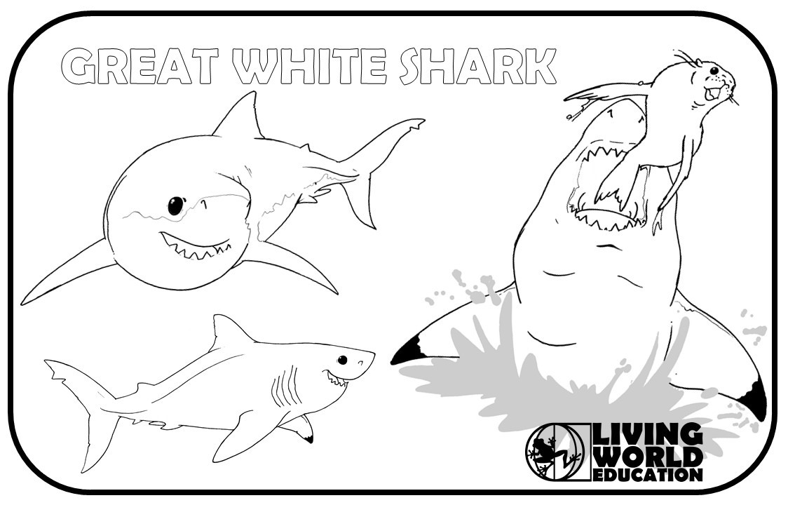 SHARKS | Living World Education