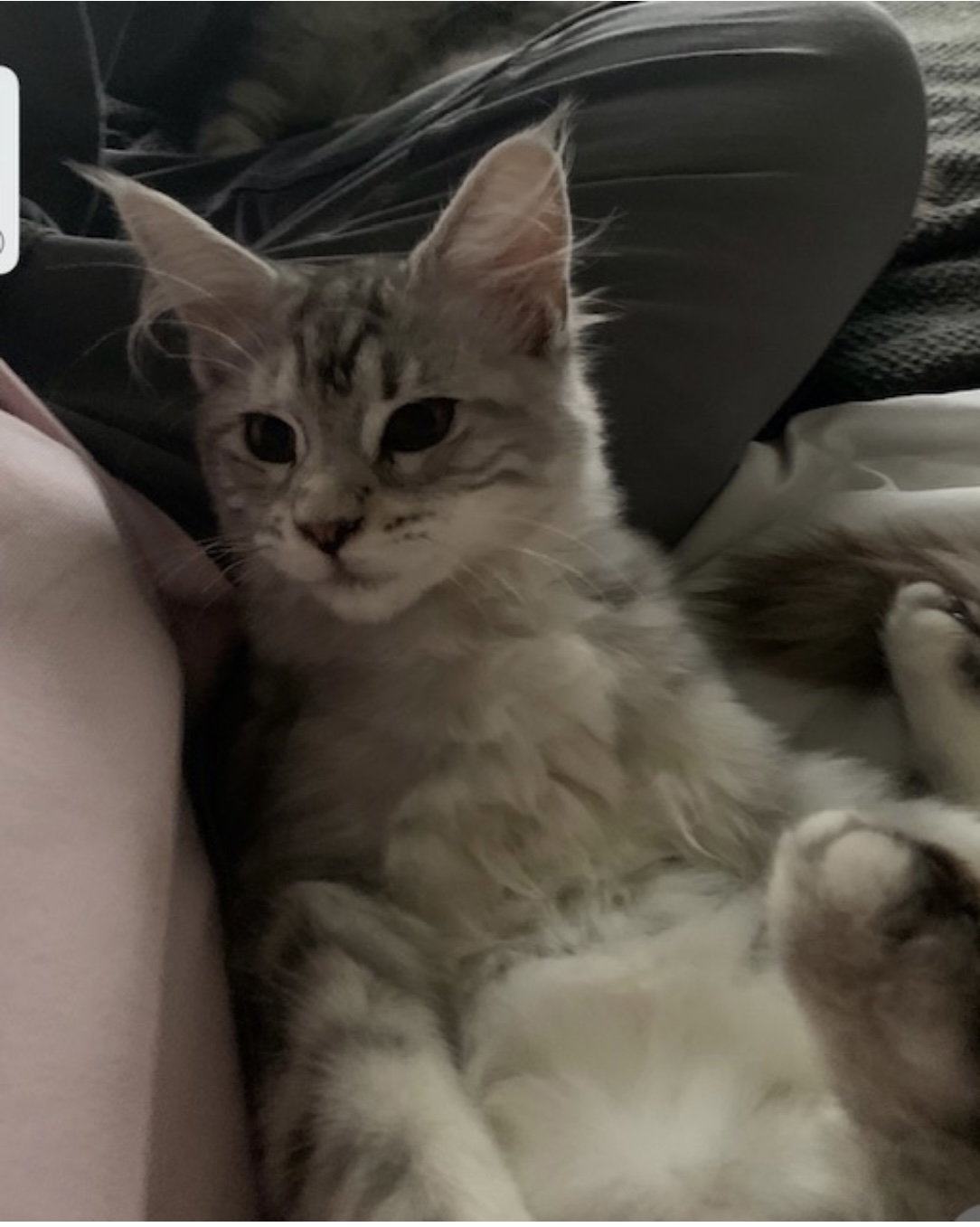 Maine Coon Kittens for Sale - Connecticut Maine Coon Kittens