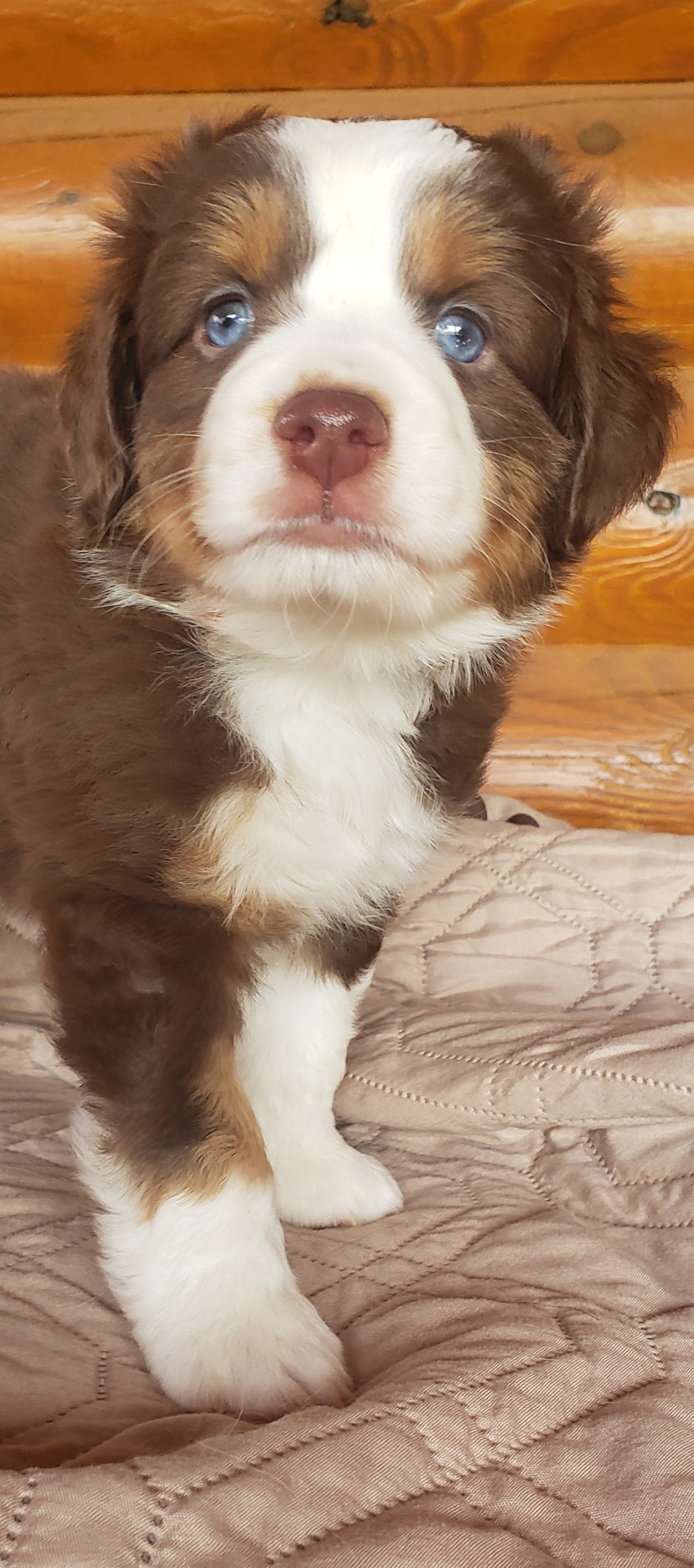 Miniature Australian Shepherd Puppies