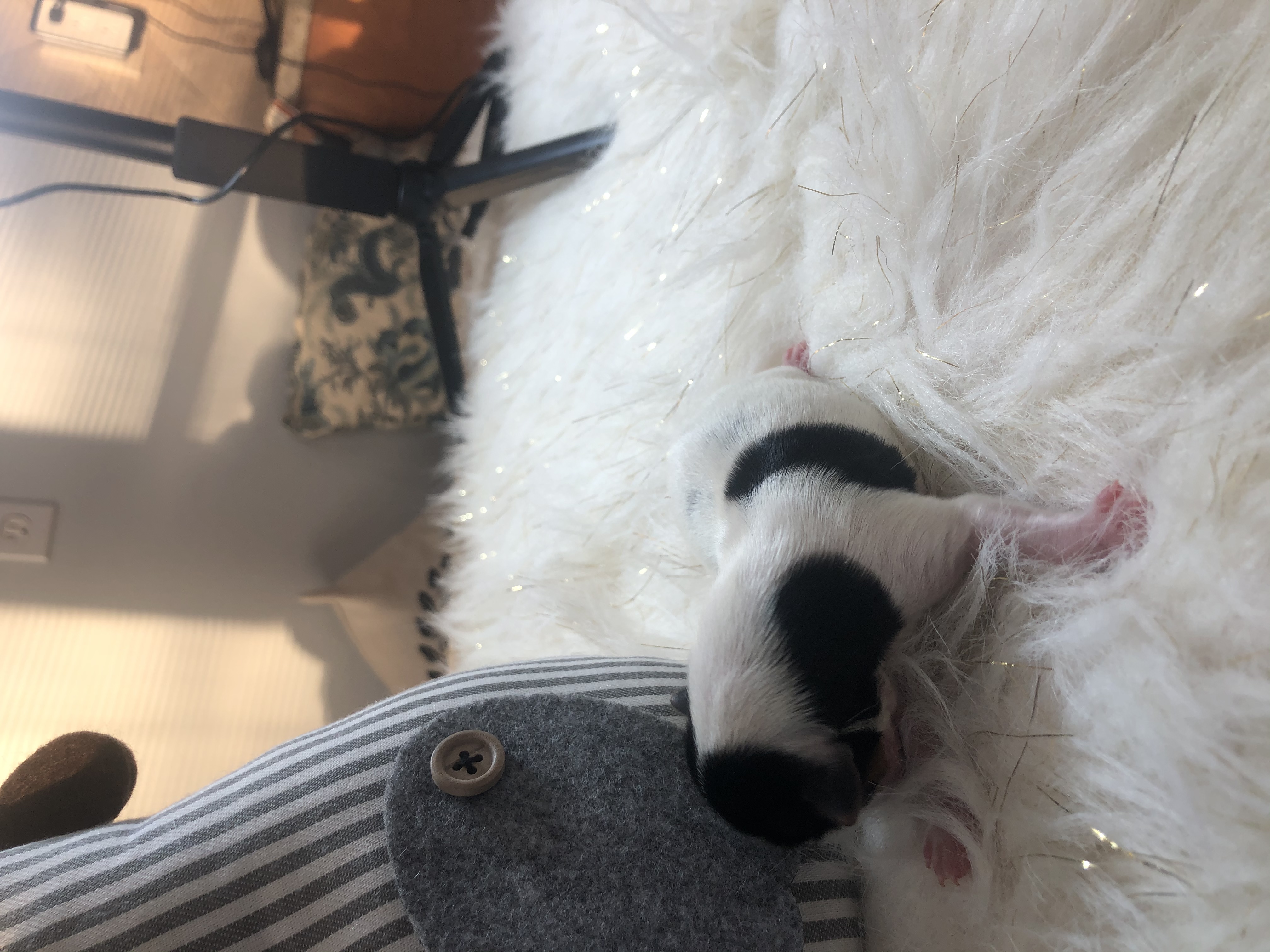 Puppies | All Star Designer Yorkies