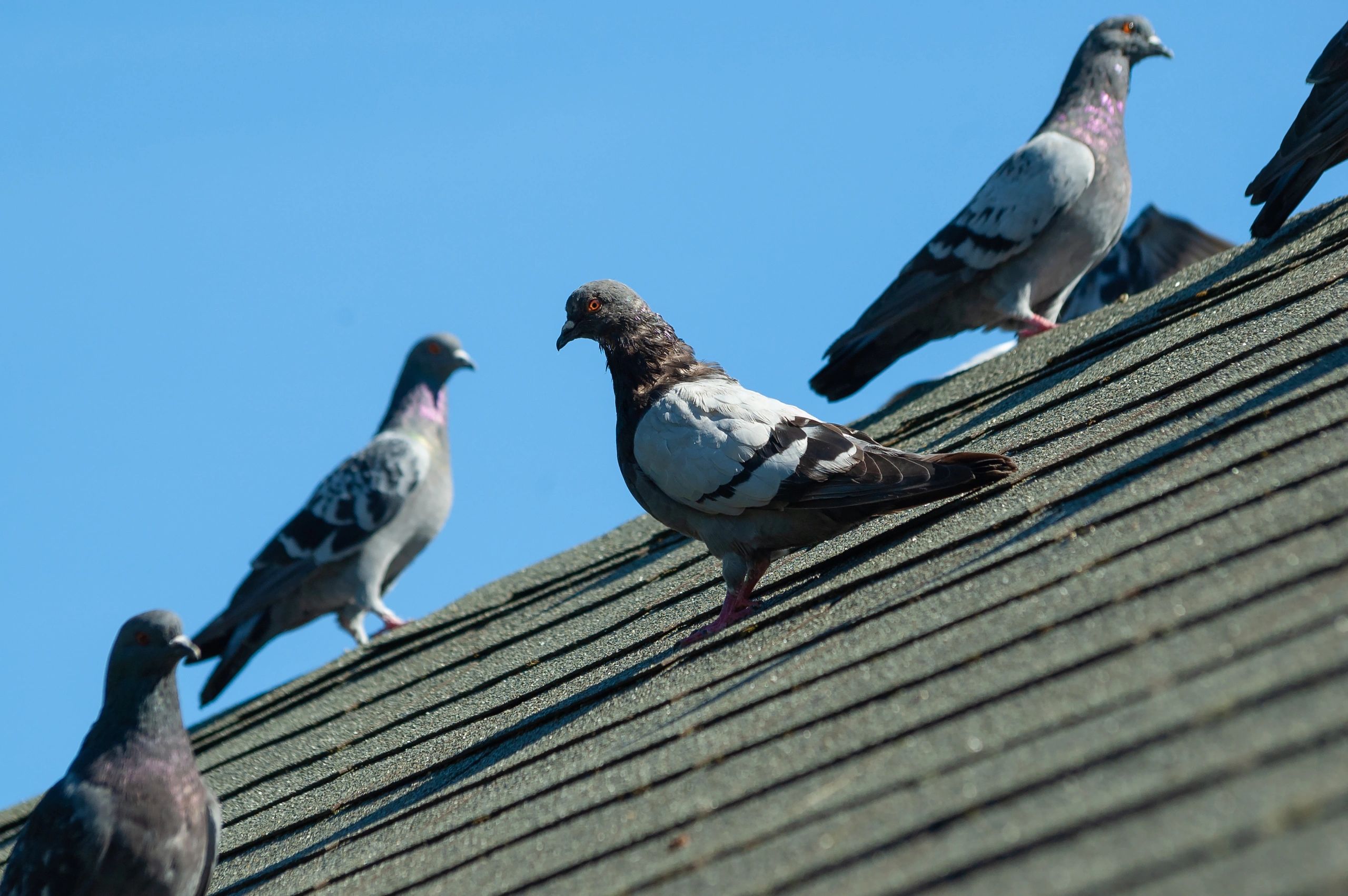 Effective Bird Control Service for Your Property