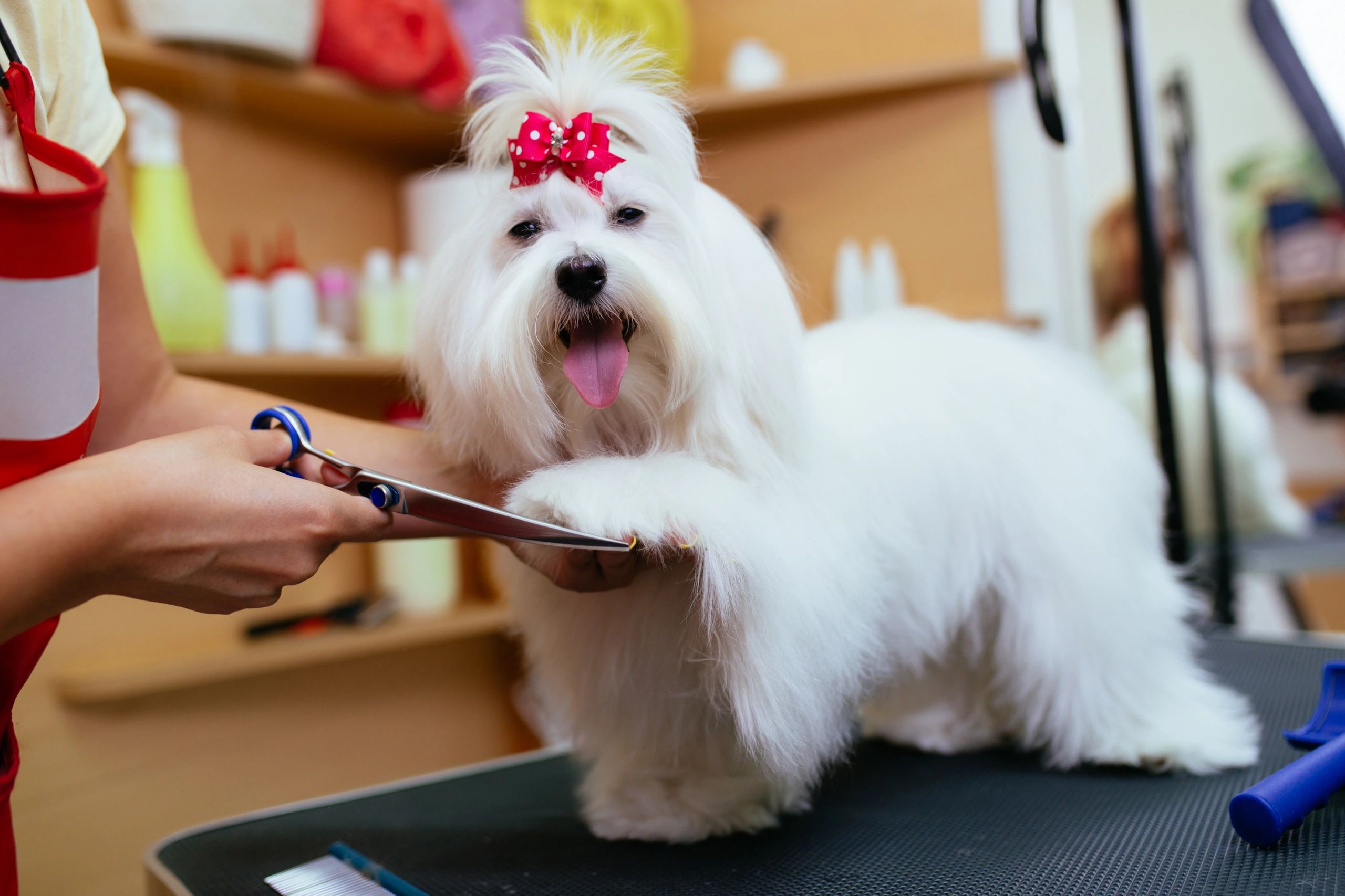 Little Paws Dog Grooming Stylist