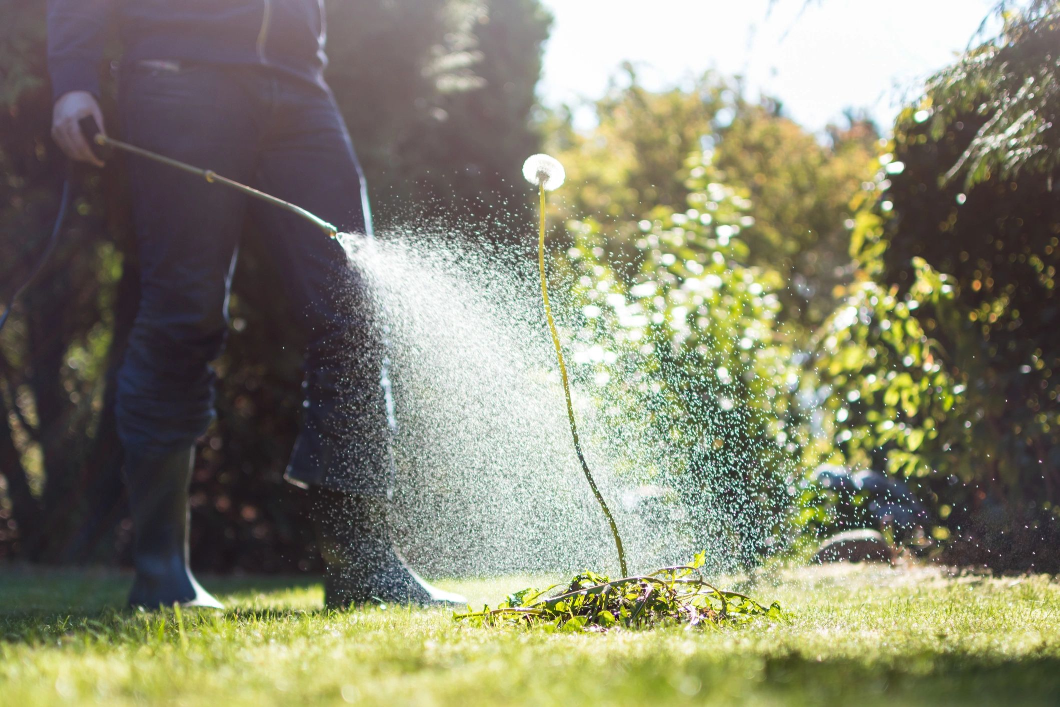 Premium Lawn Fertilization Services | River A Weed Control