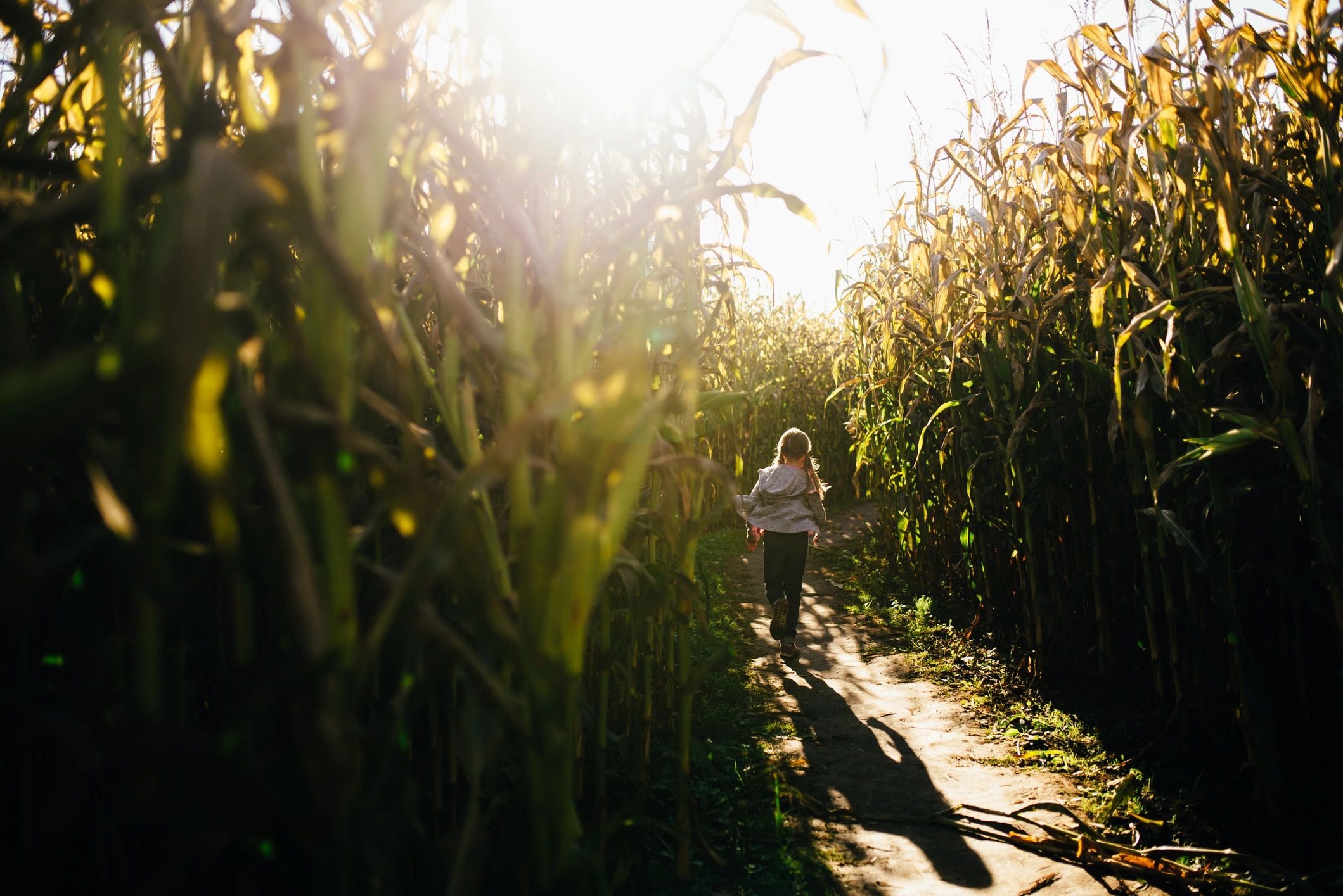 The Ultimate Guide to Planning Your Corn Maze Adventure
