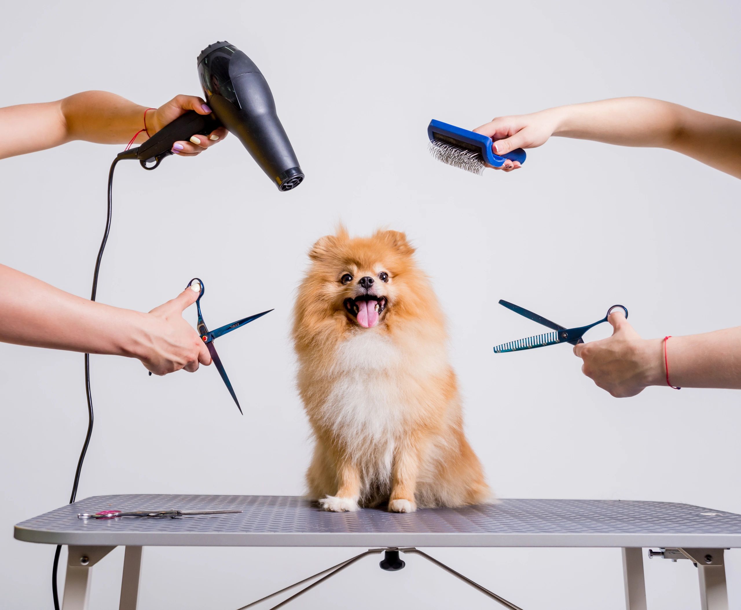 Pet Grooming Apprenticeship Website - Home