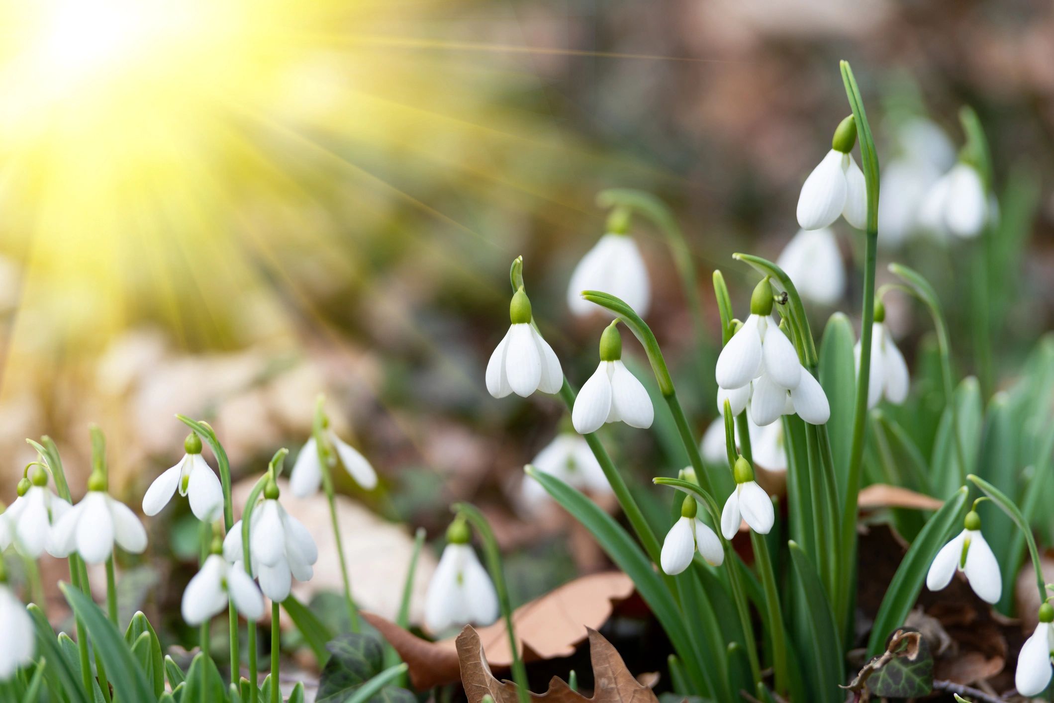 Snowdrop Mental Health Counseling