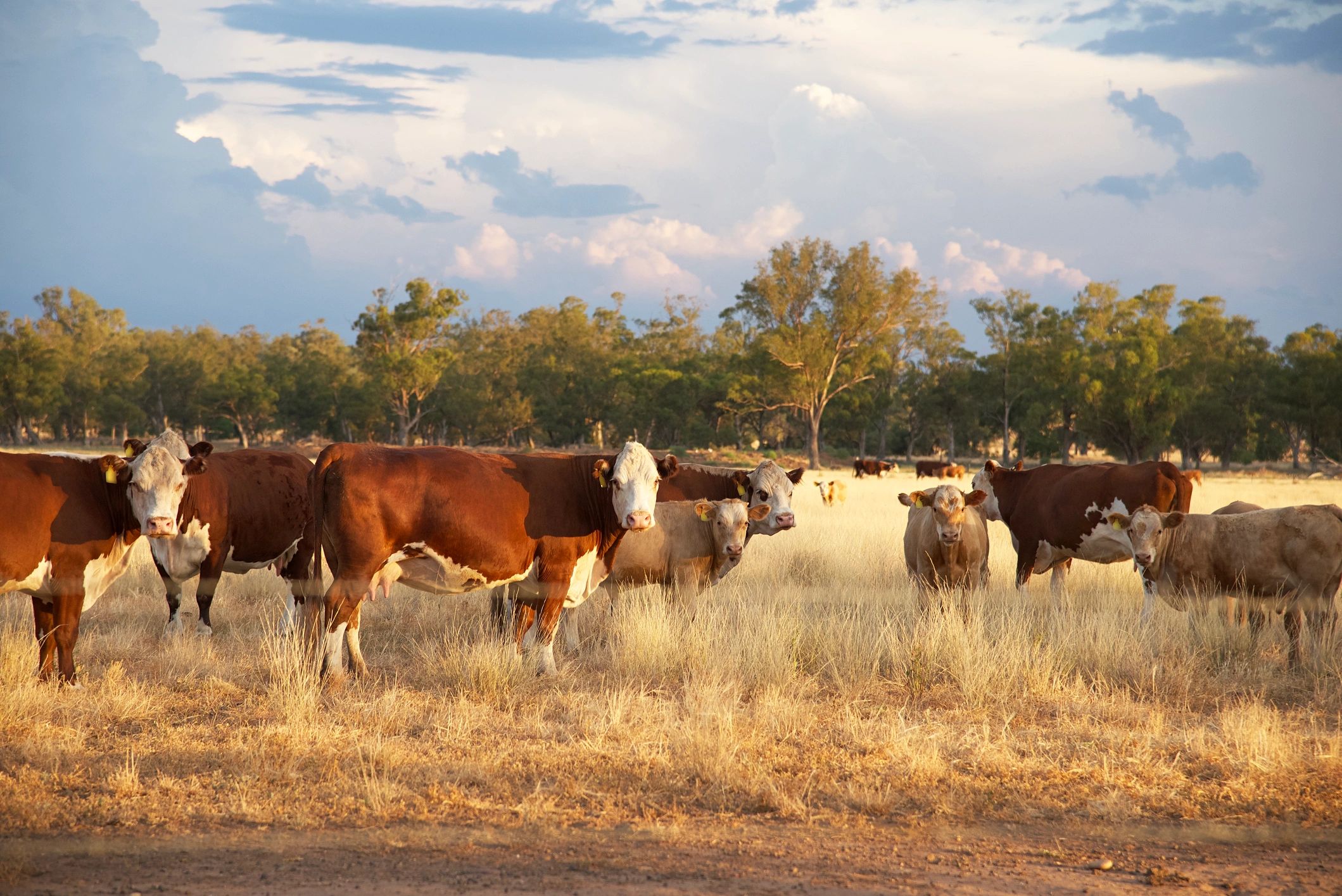 AgriFood System Alliance: Transforming Australia's Food and Agriculture ...