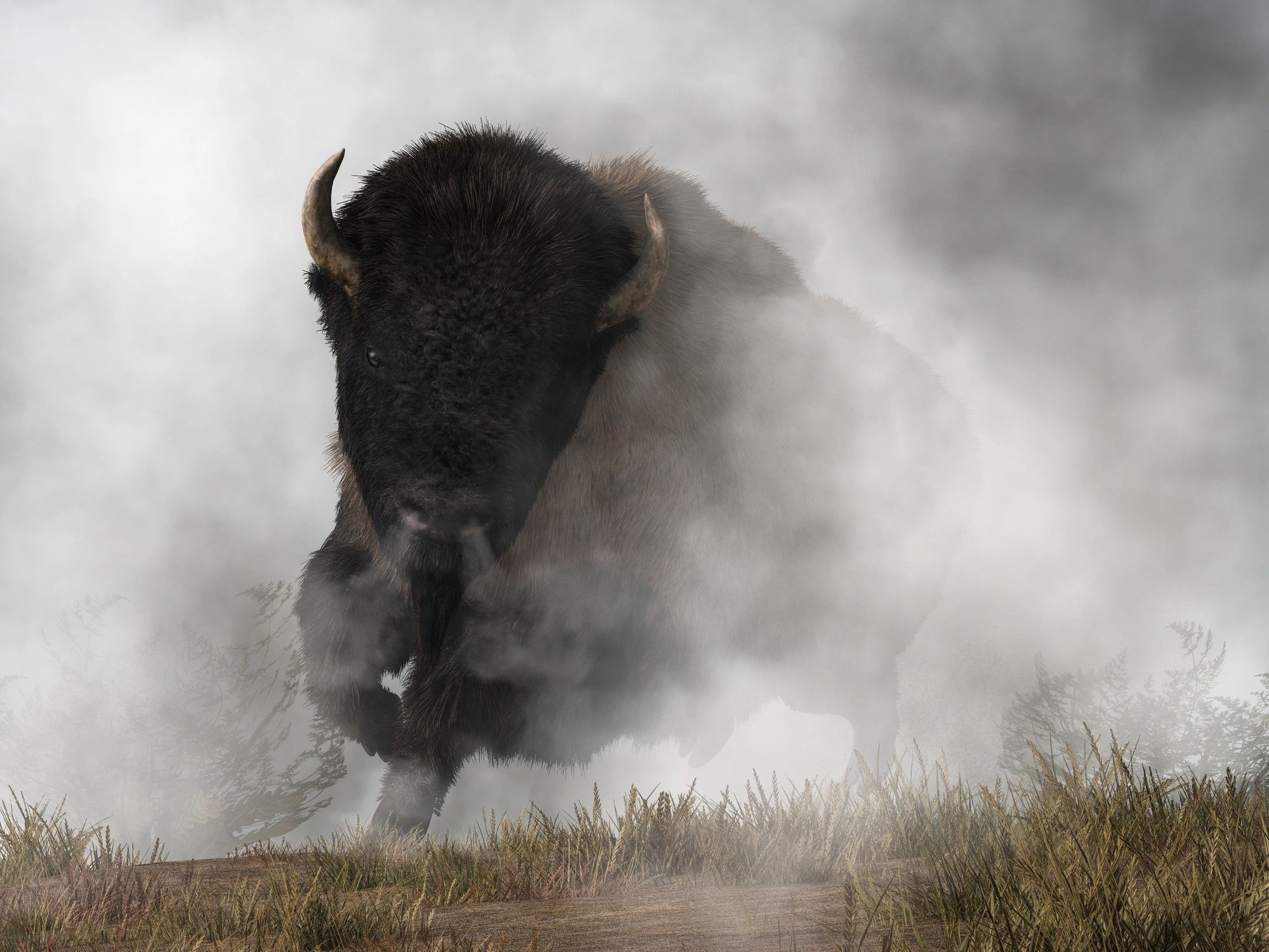Bison BOLD Coffee