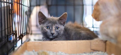 HUMANE SOCIETY OF SCOTT COUNTY