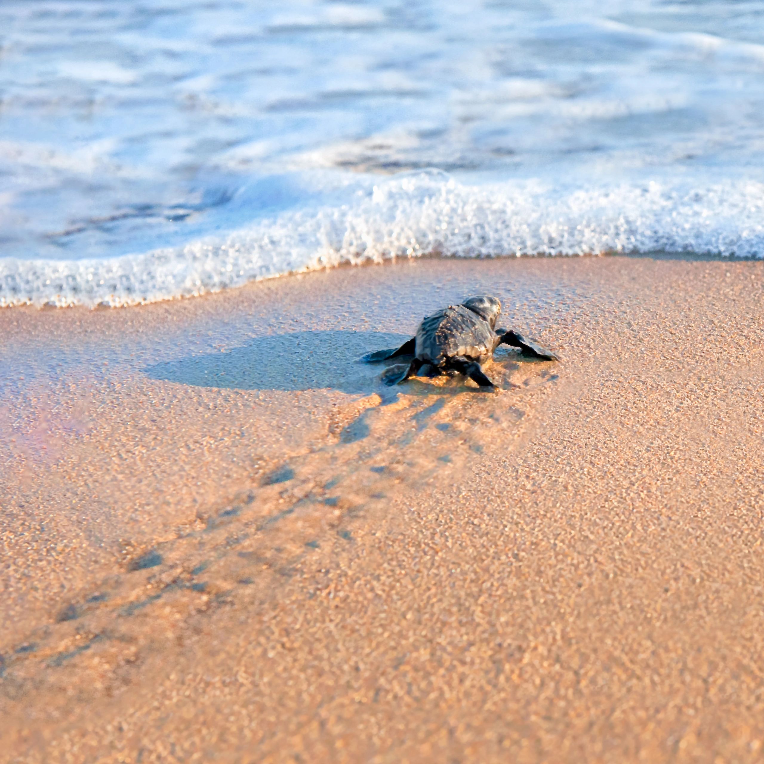 Marine Conservation Education for a Sustainable Future