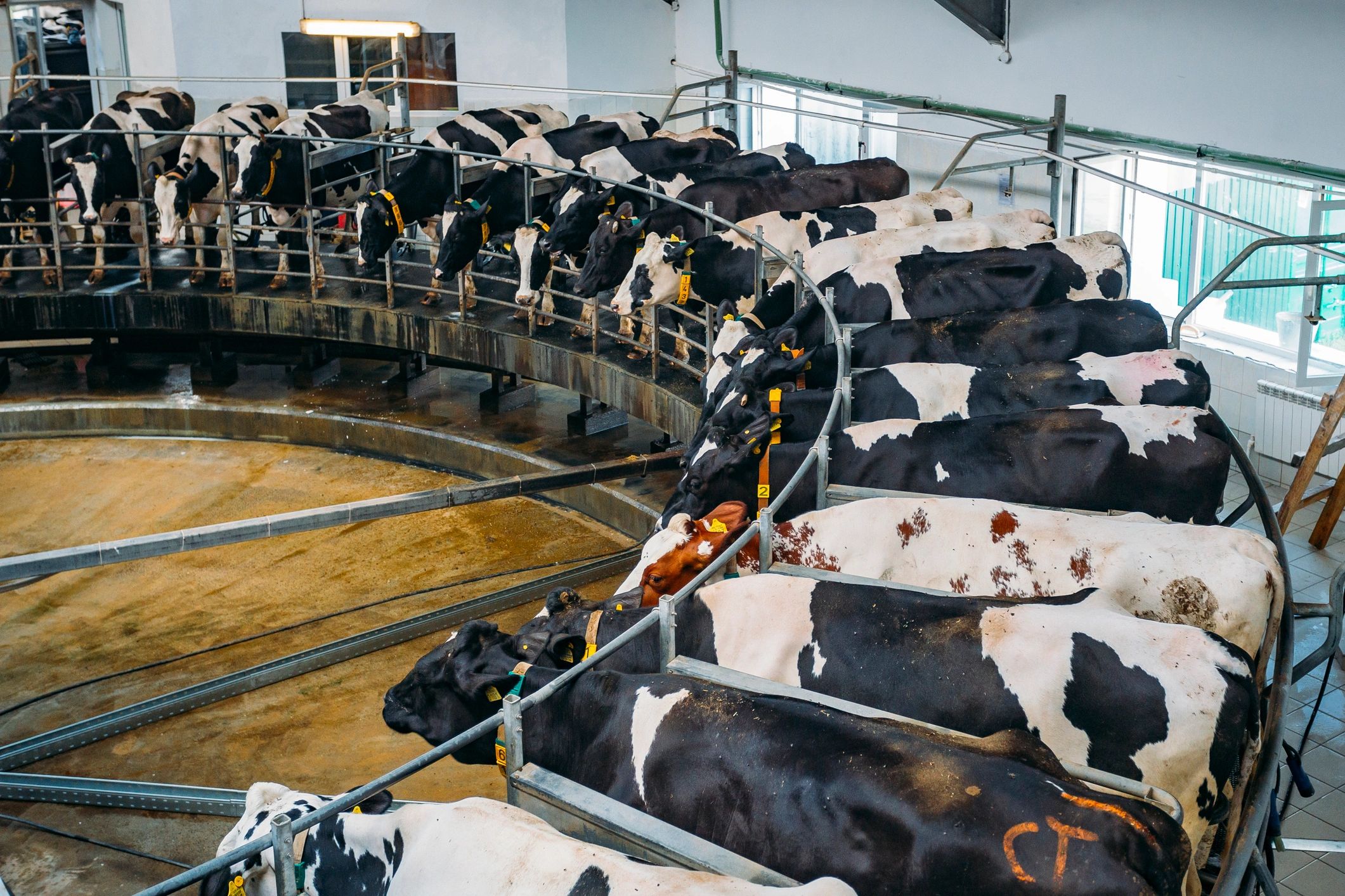Morgan Milk | Dairy Farming Aotearoa