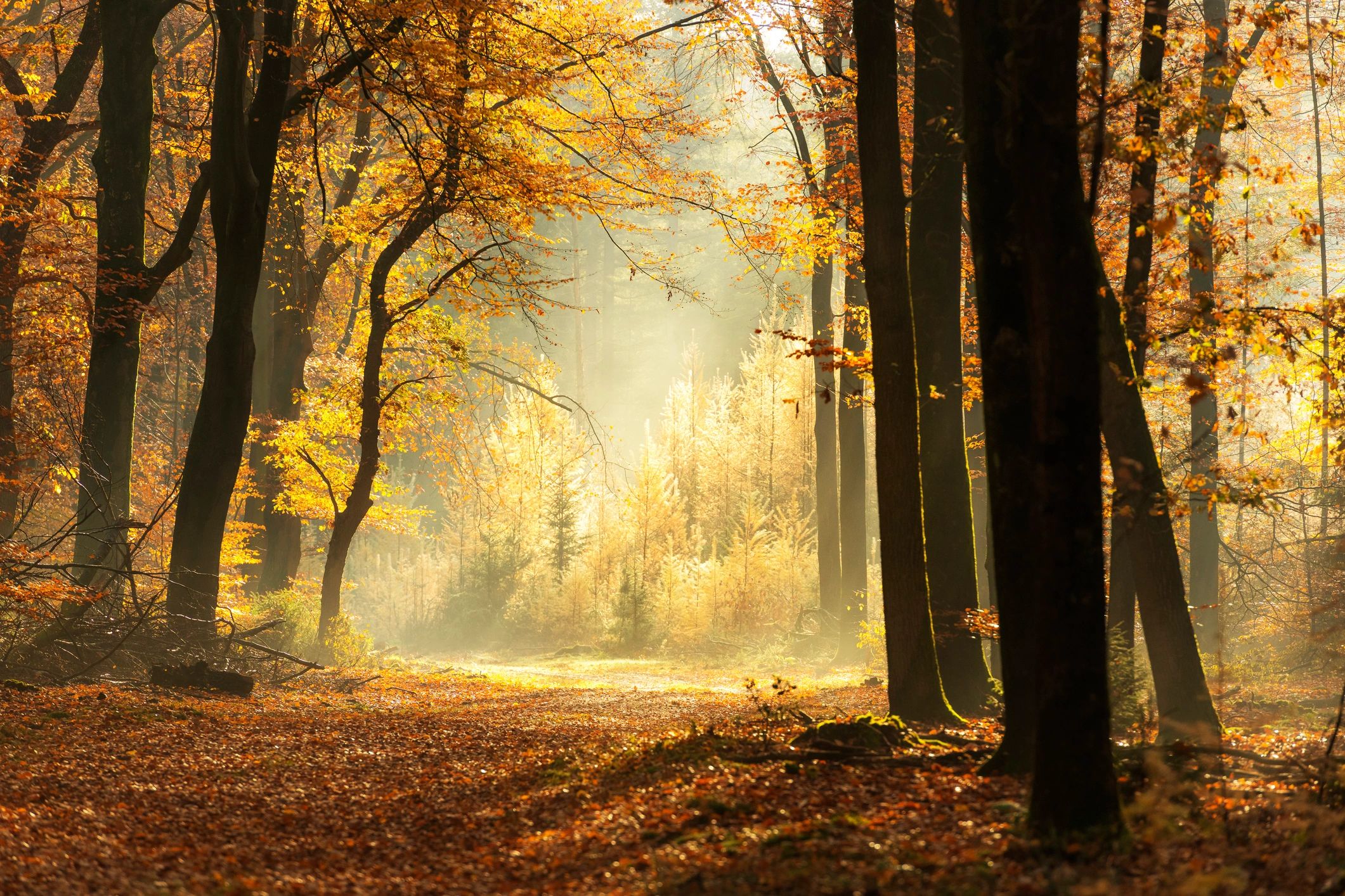 About | Psychology to Align Your Mind, Body, Heart and Soul