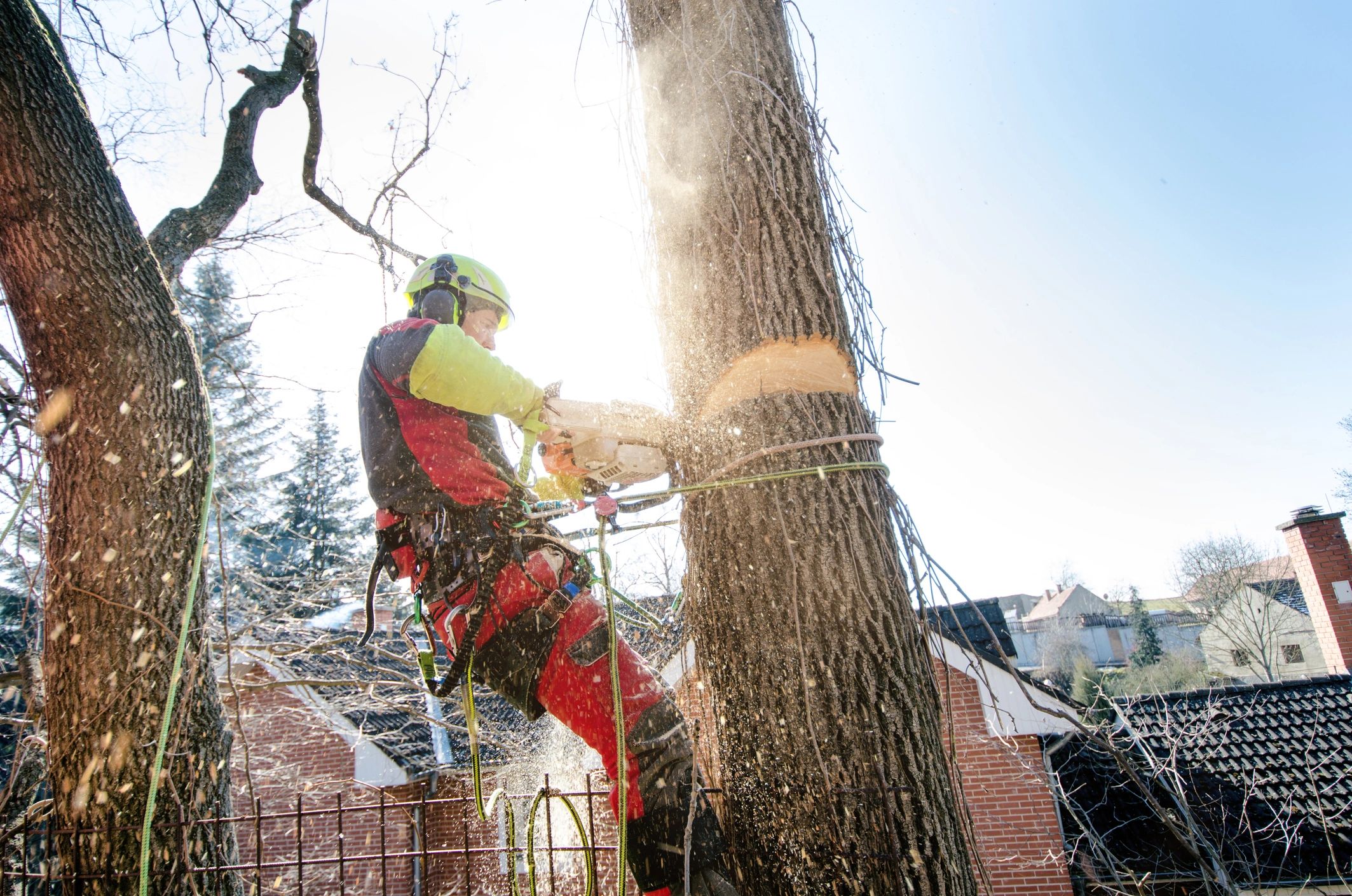 Ardmore Tree Service | Expert Tree Care Solutions