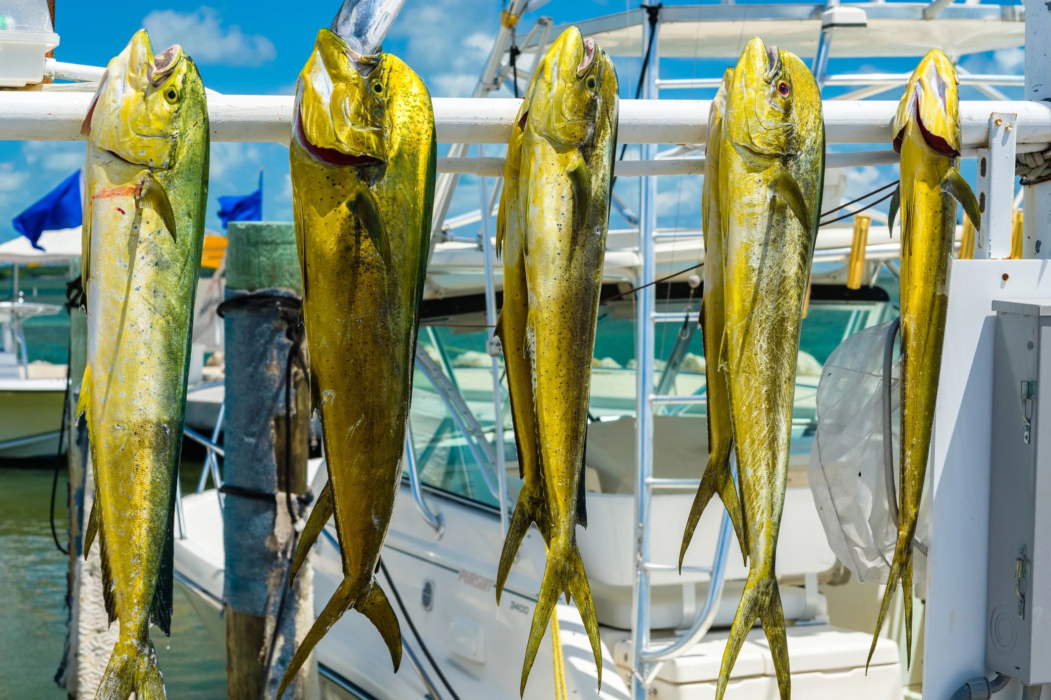 Reel-Morada Fishing Charters