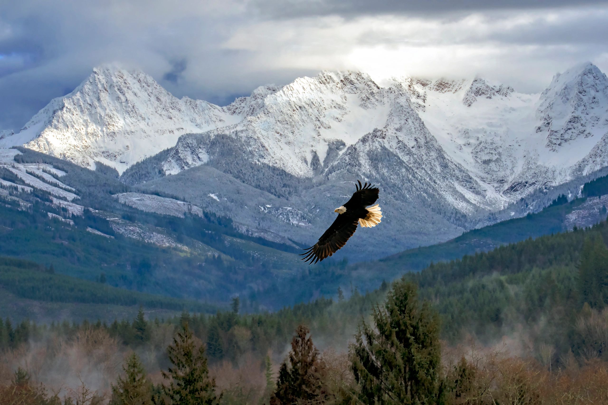 Eagle Open