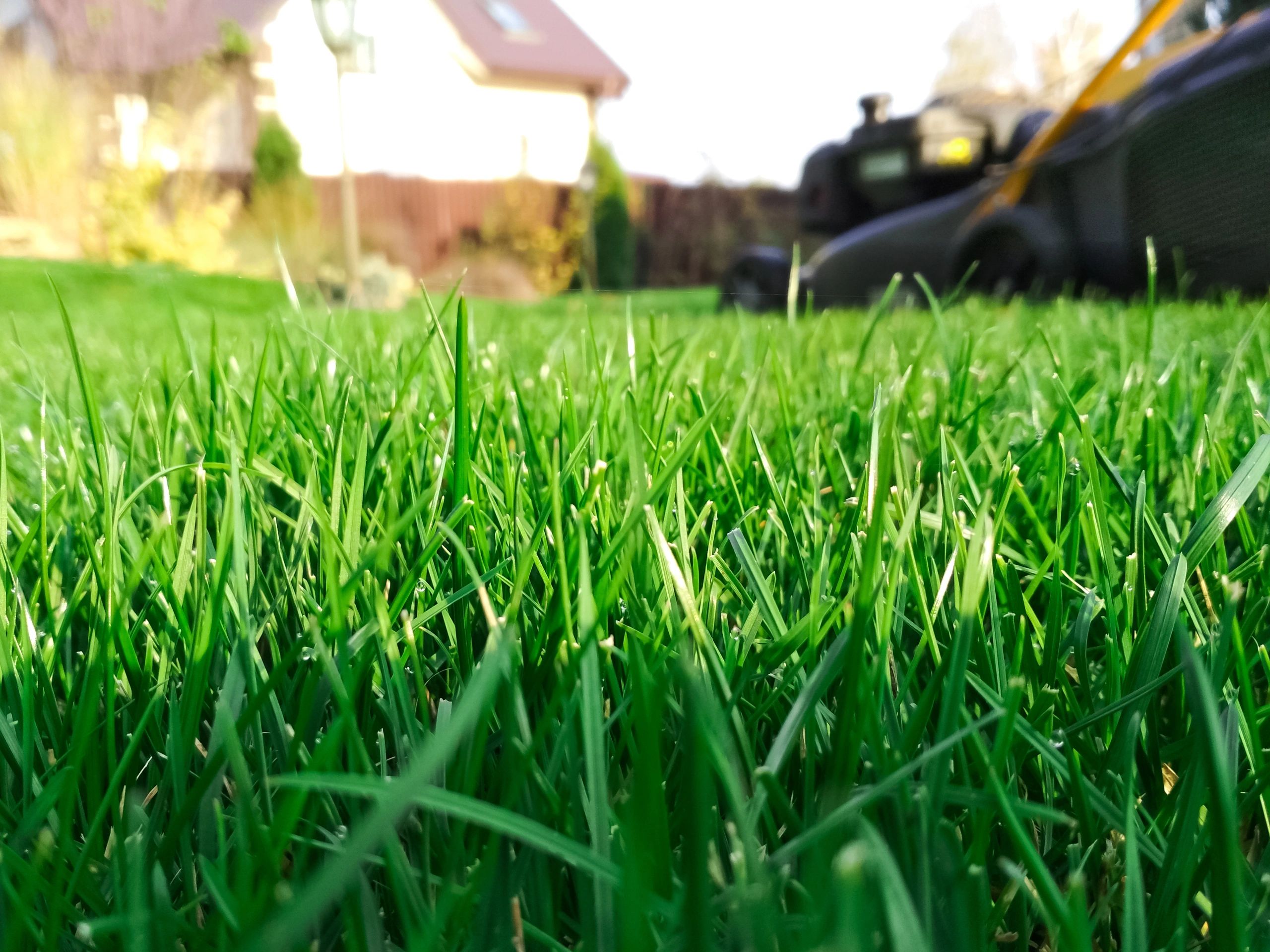 Lawn Care San Jose, CA | Dependable Services | Local Business