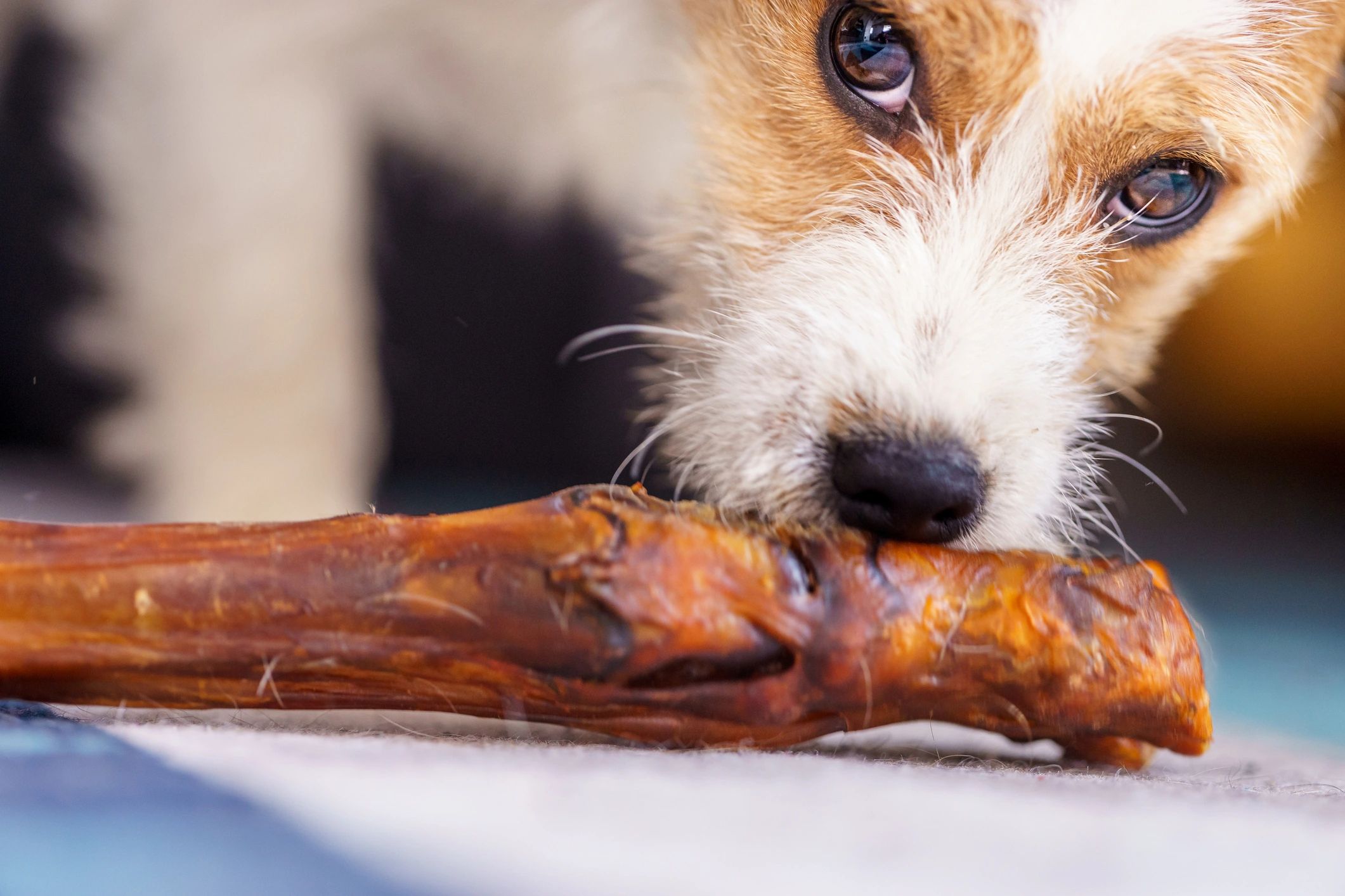 Tiernahrung und Naturprodukte | Ramag Petfood