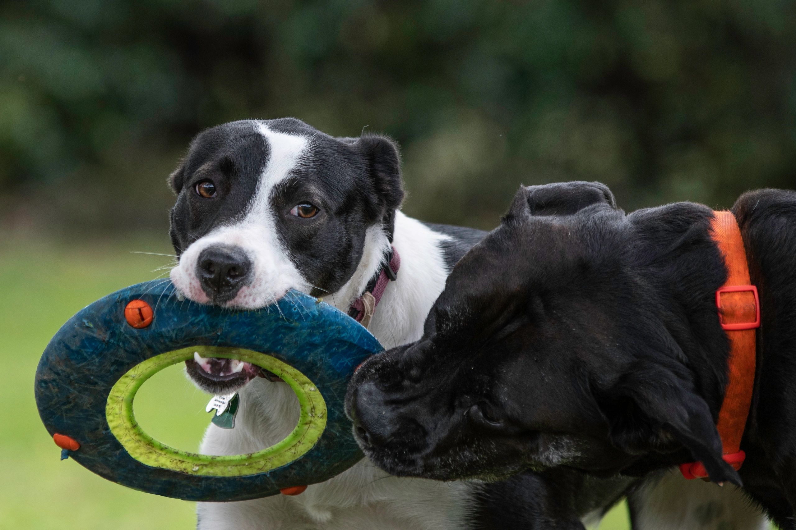 Freedom Dog Park