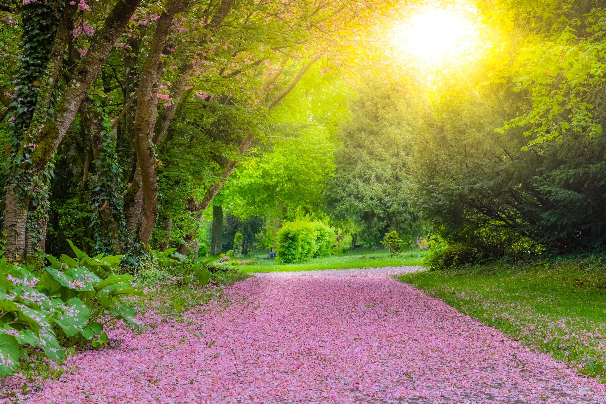 CLEAR PATH CONCIERGE