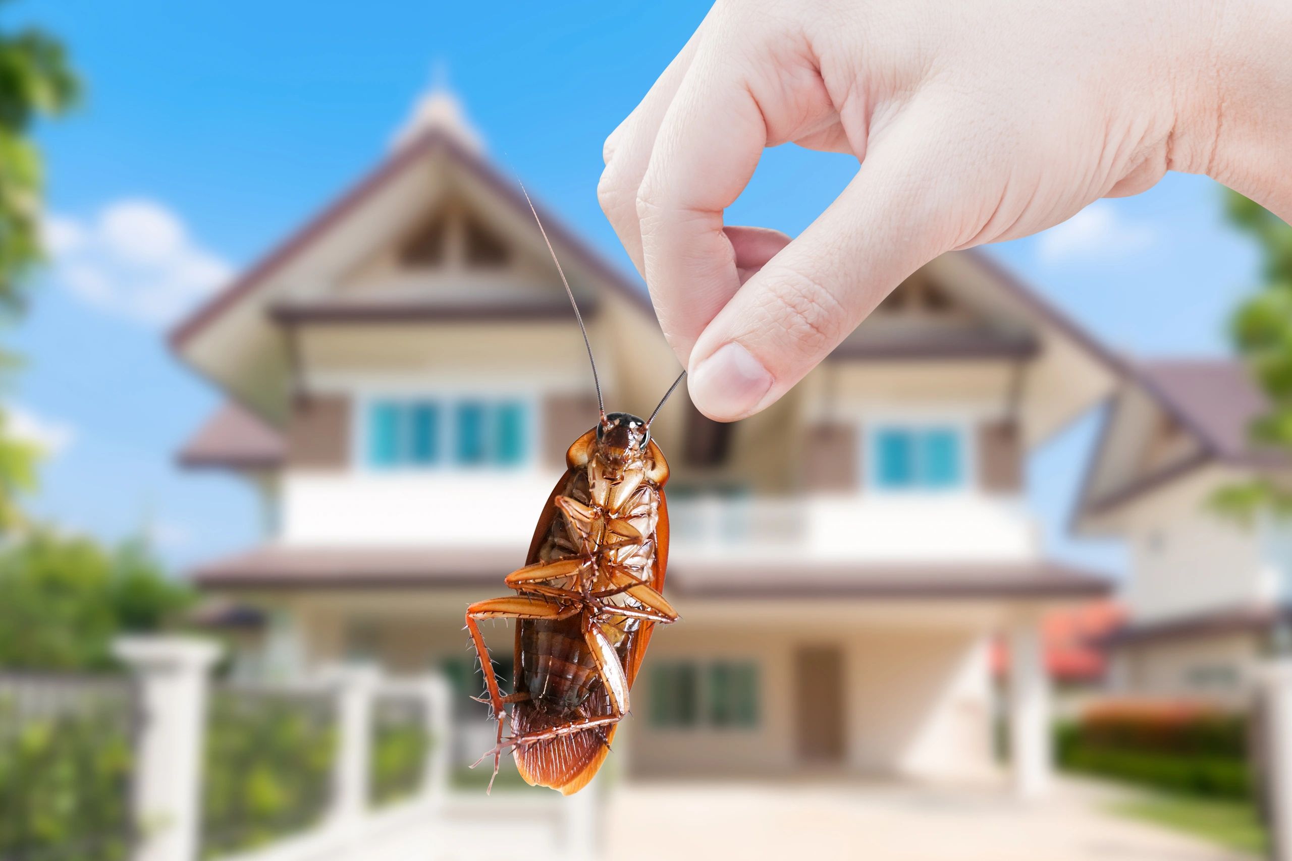 Pest Quest: Top Exterminators in Frederick, MD