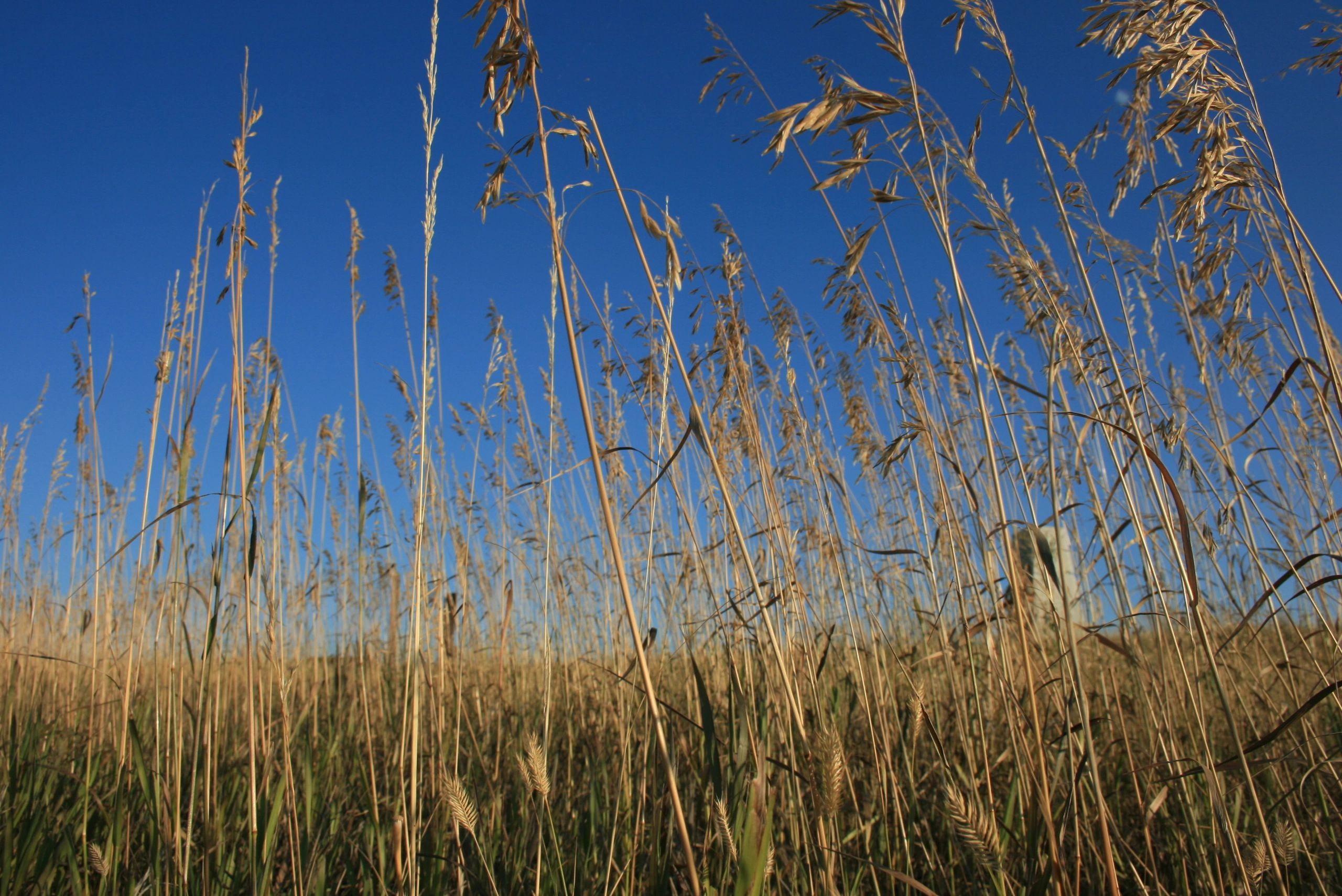 Broken Reed International Ministries