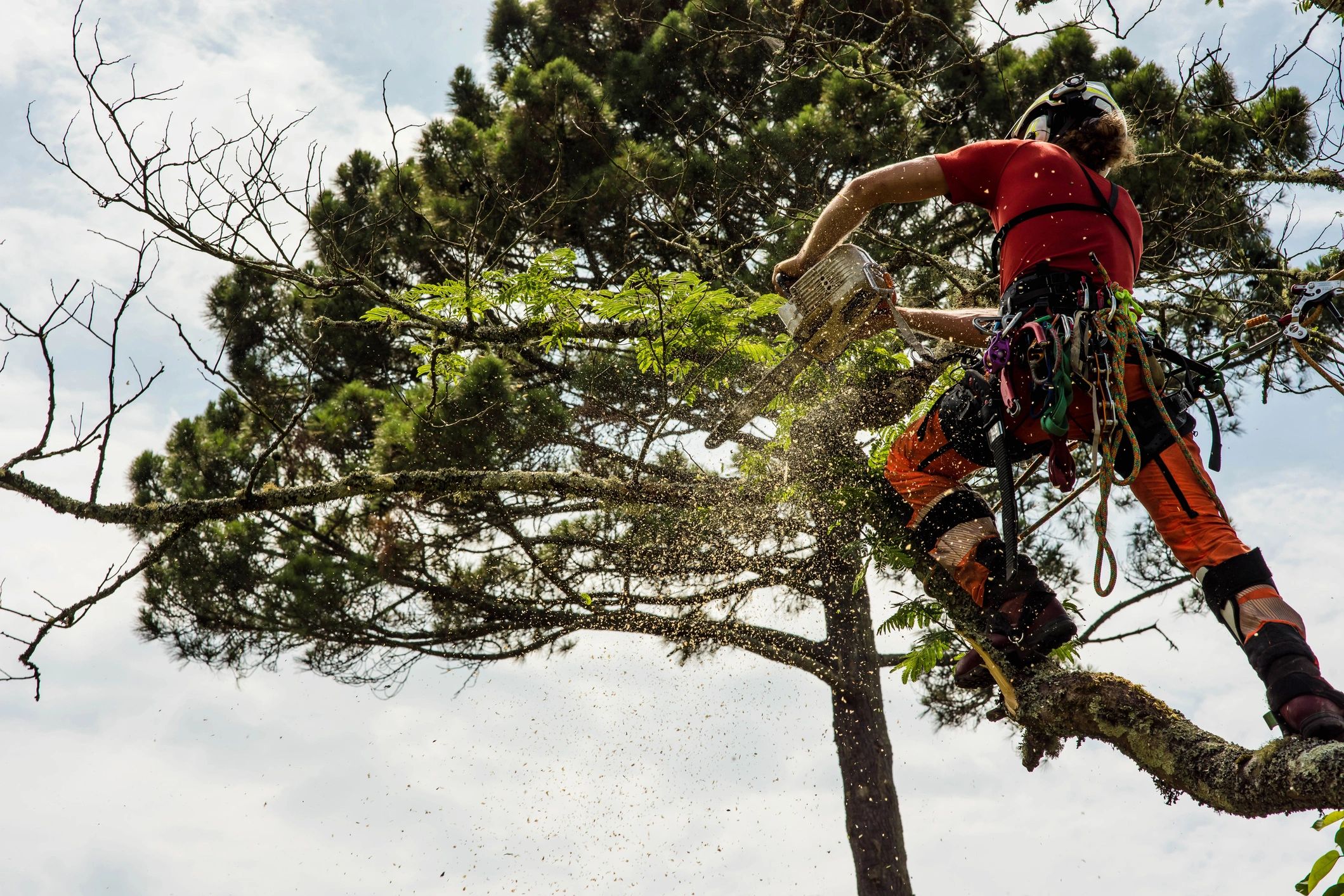 Horizon Tree Services