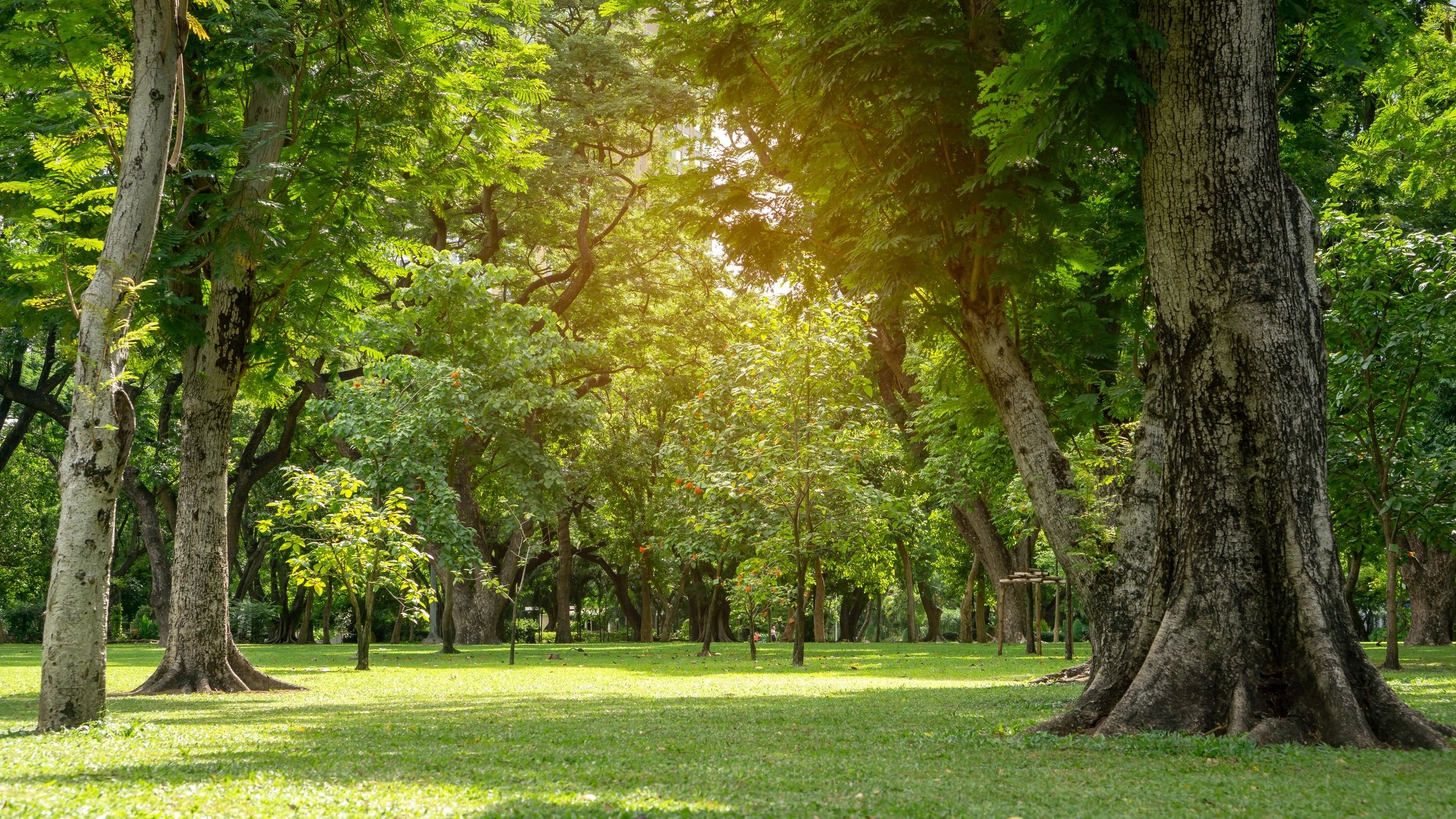 Expert Tree Maintenance Services