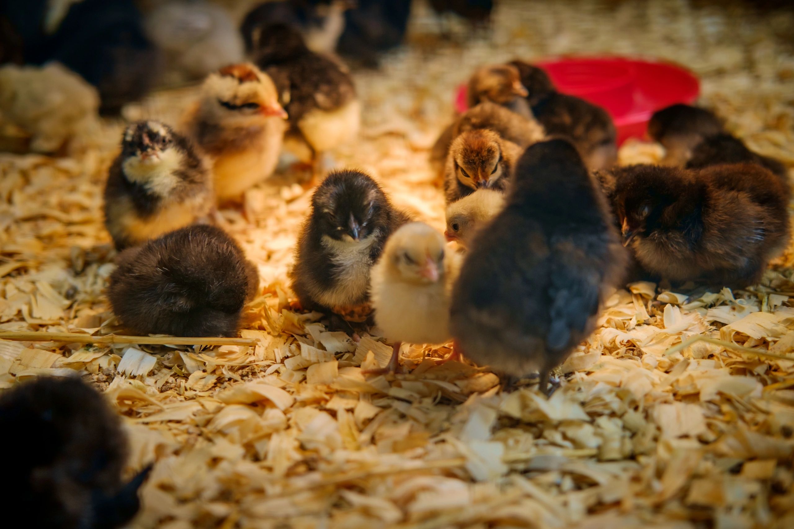 Quality Chicks for Sale | WNChatchery