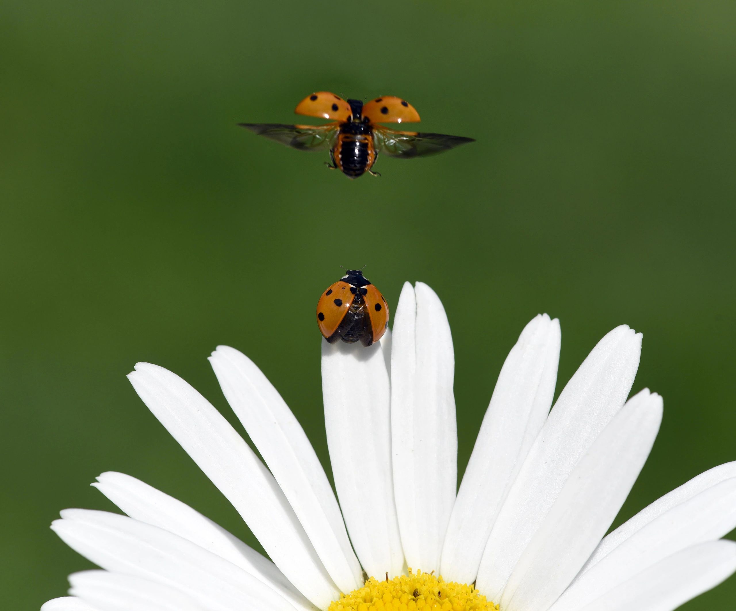 Home | Ladybug Advocacy Services