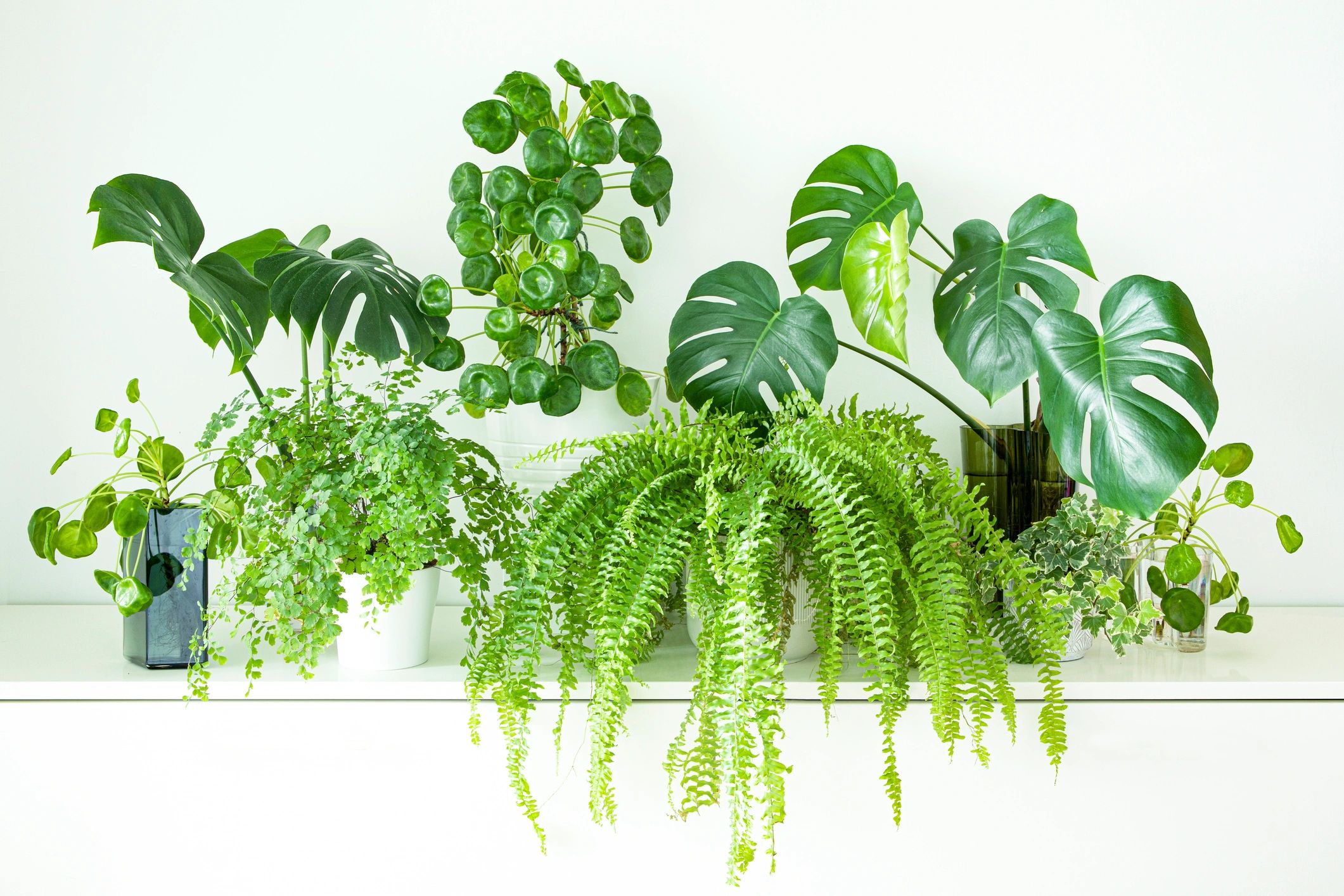 BOTANICPLANTSTUDIO