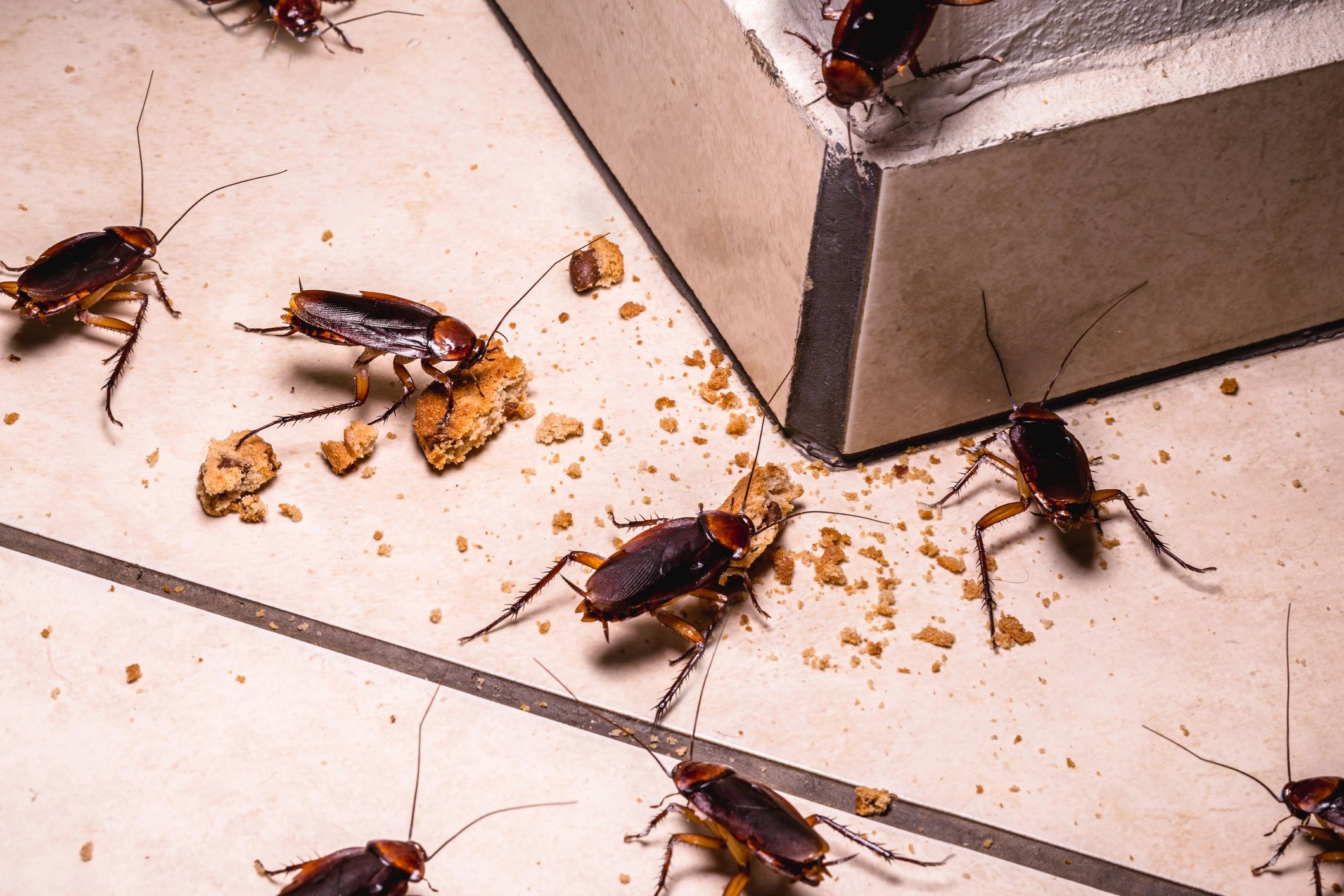 Pest control, Pest management, Pest services, Ants, Spiders, Roaches ...