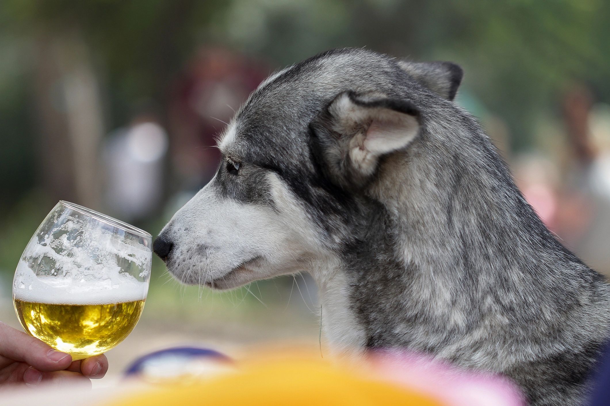Booze Hound at Grayland Station