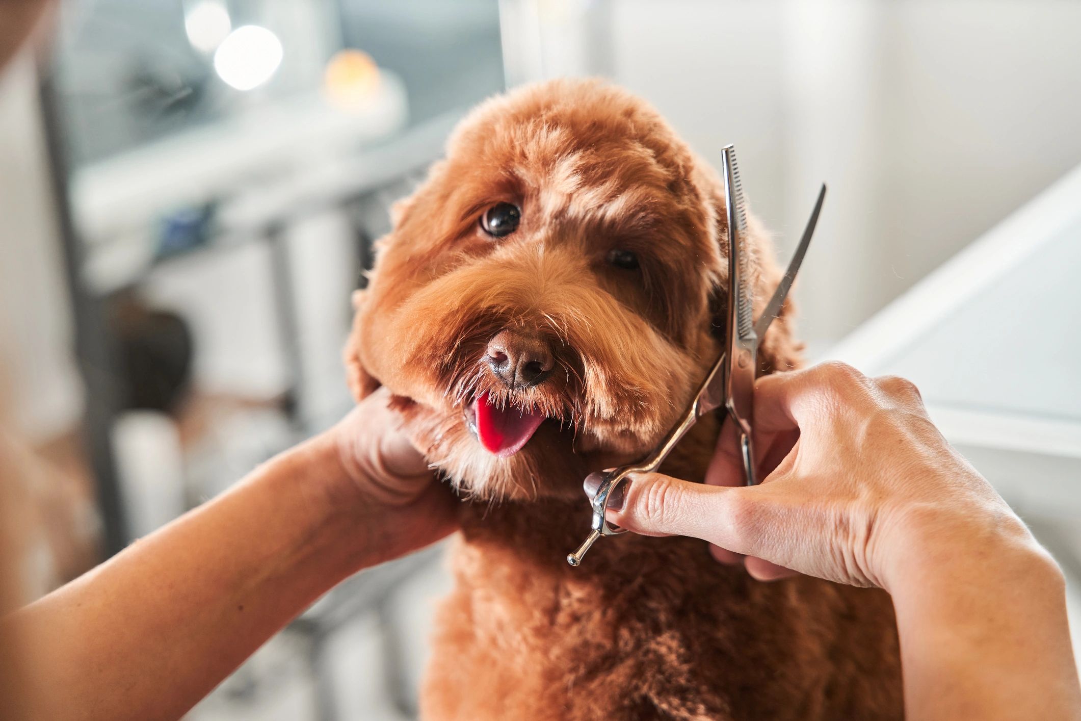 Where to get dog groomed store