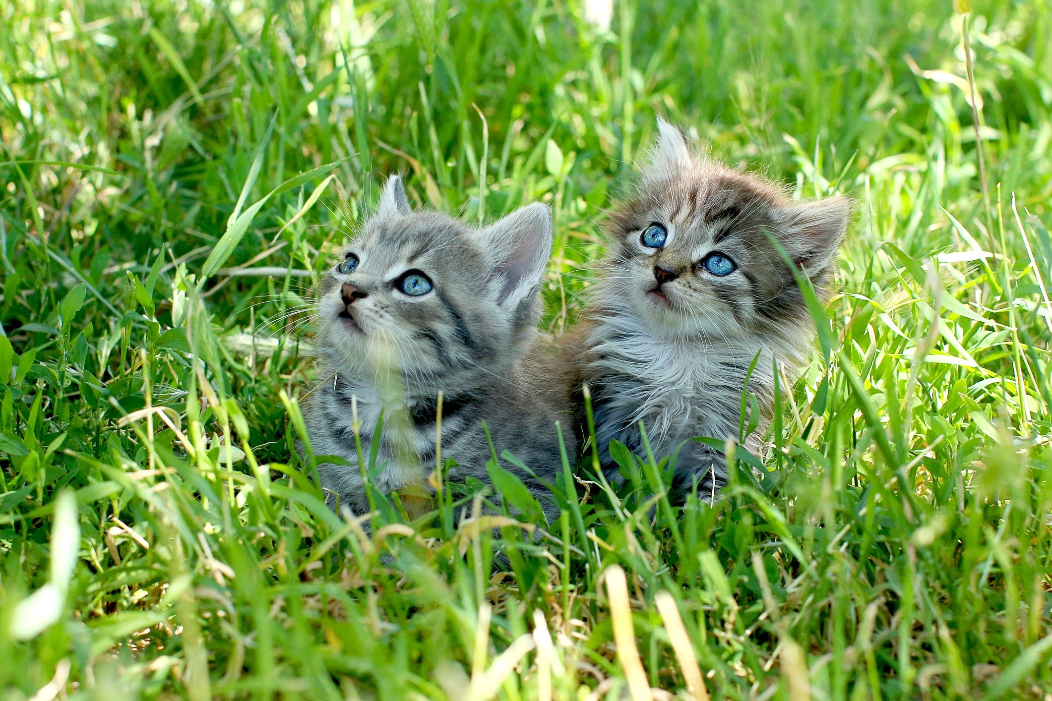Colorado Maine Coon Cattery, Colorado Maine Coon Breeder, Colorado ...