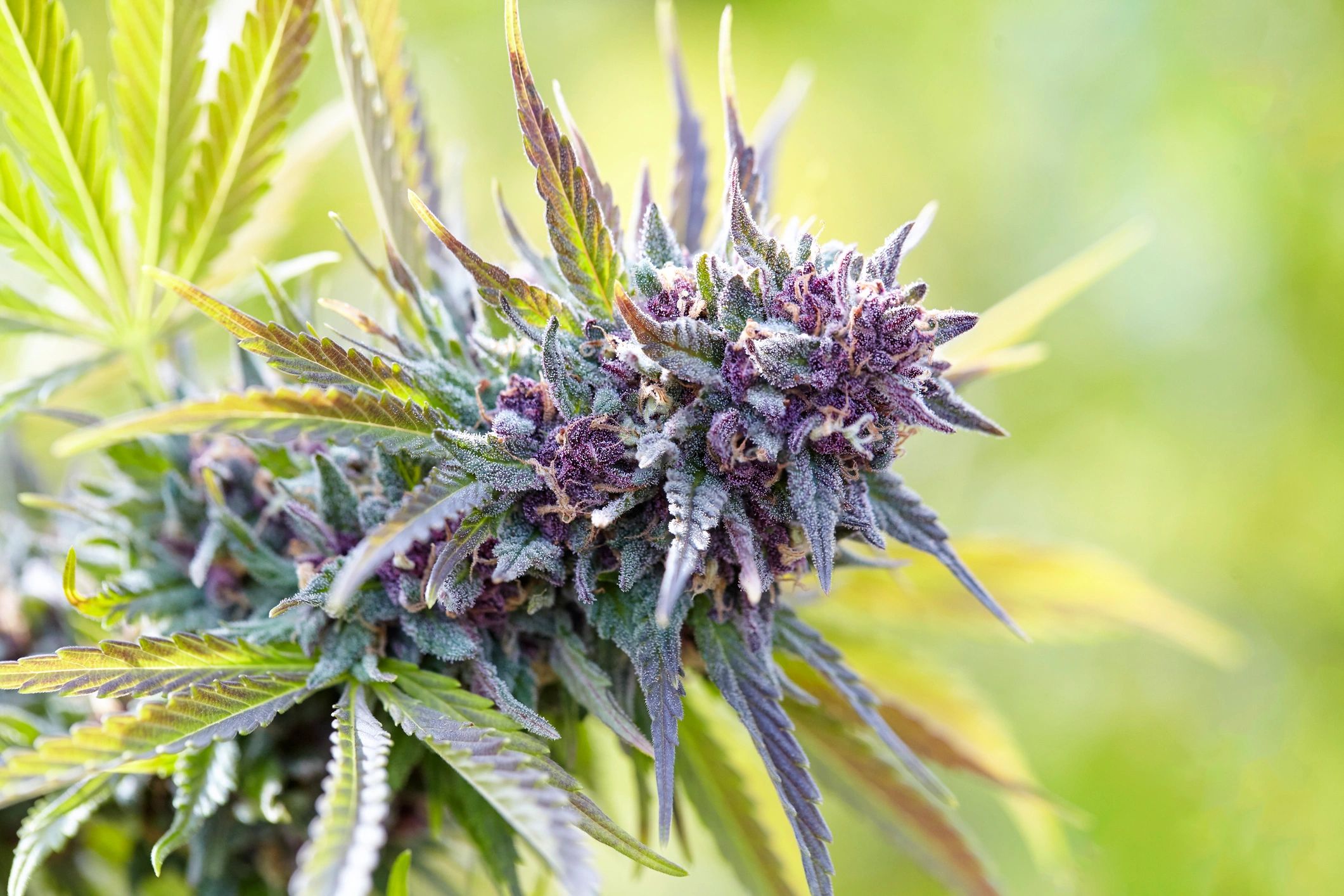 Aweo Flower