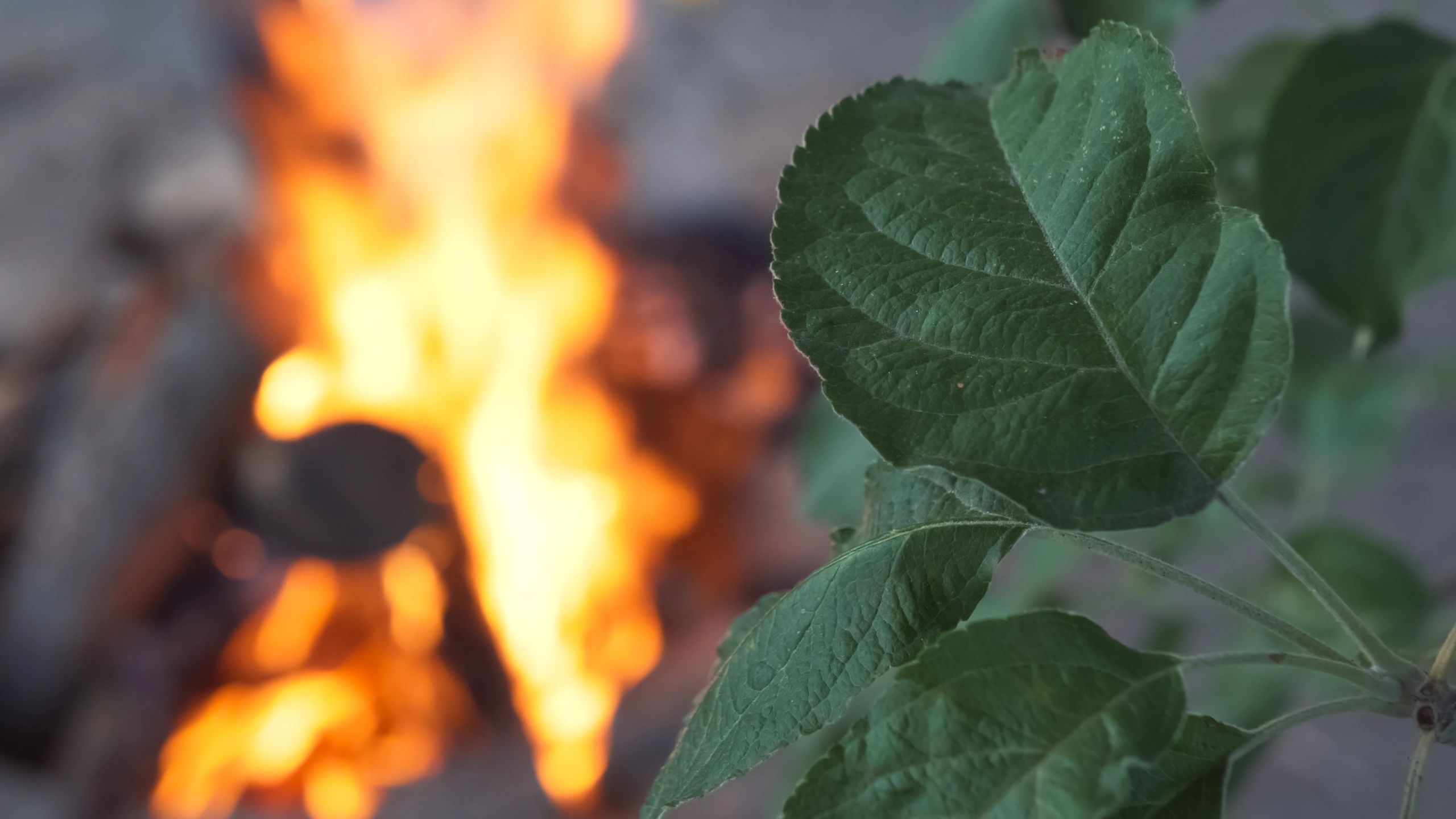 Ember & Ivy in Clinton, IL