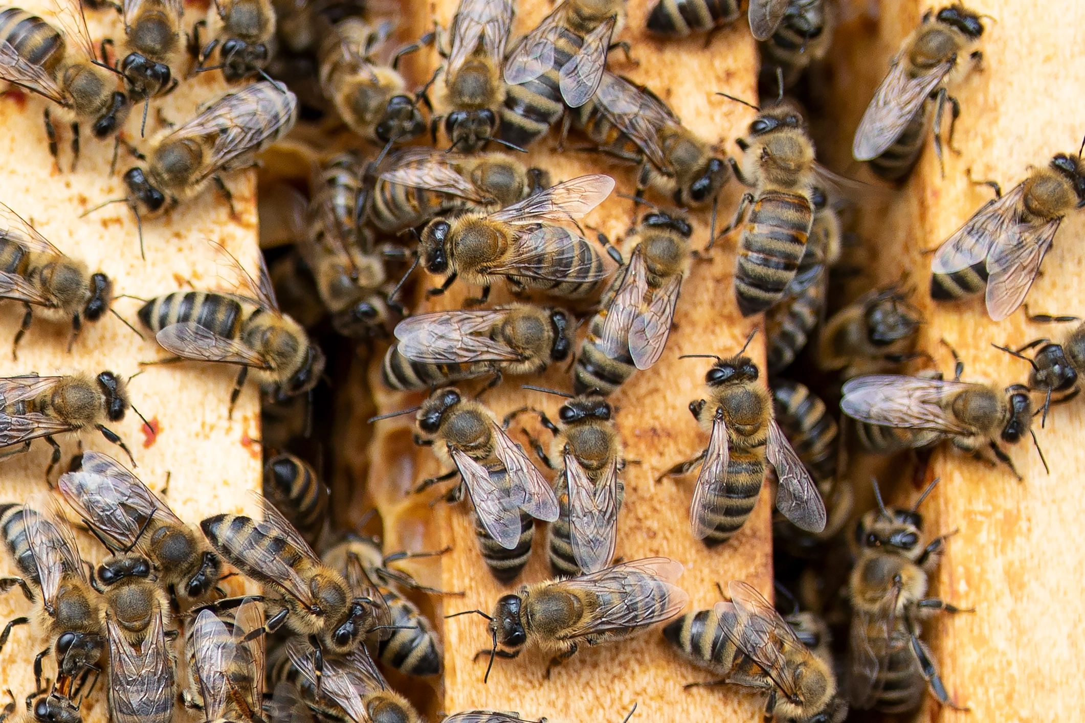 Bowral Bee Company Pty Ltd