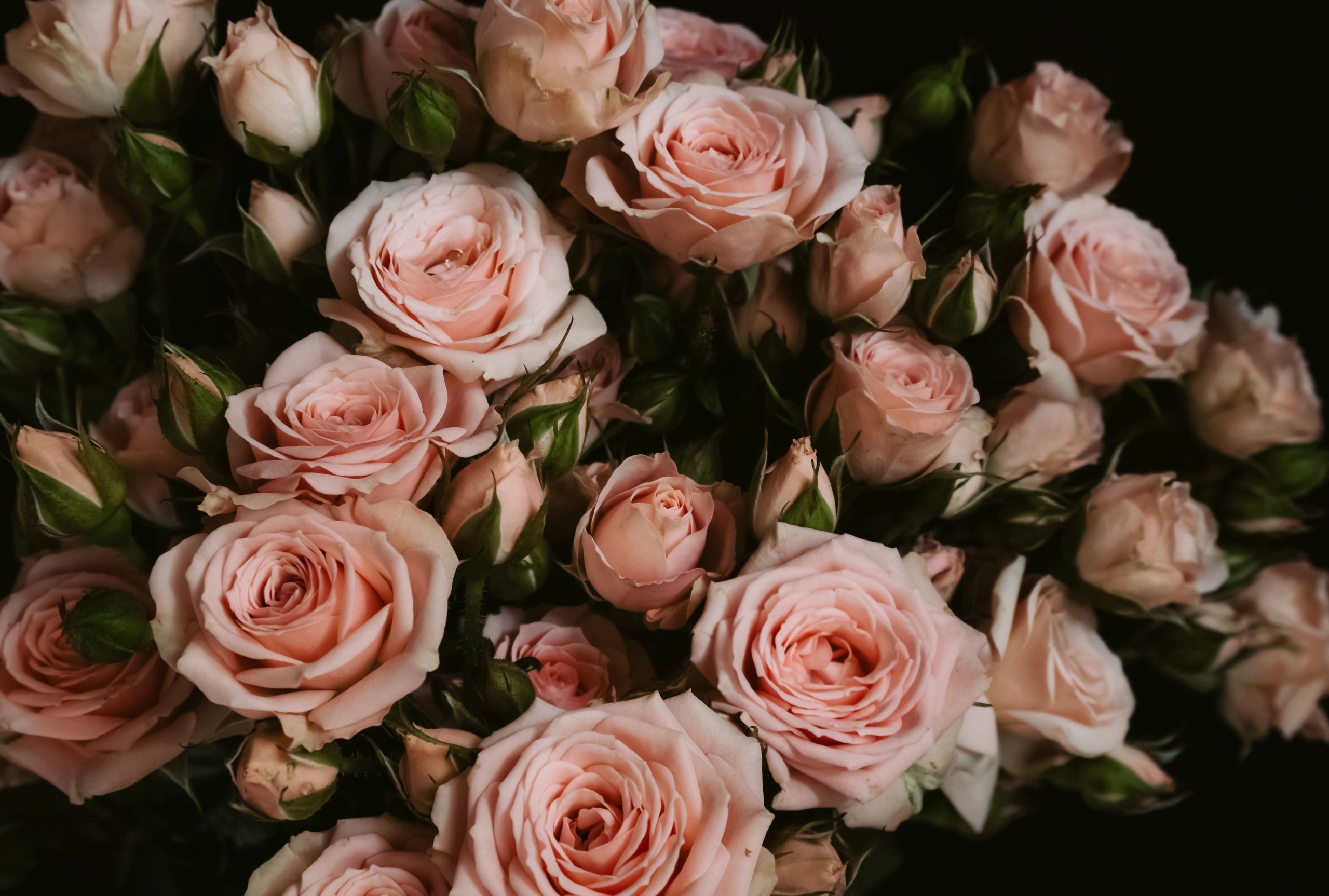 Sovereign Rose