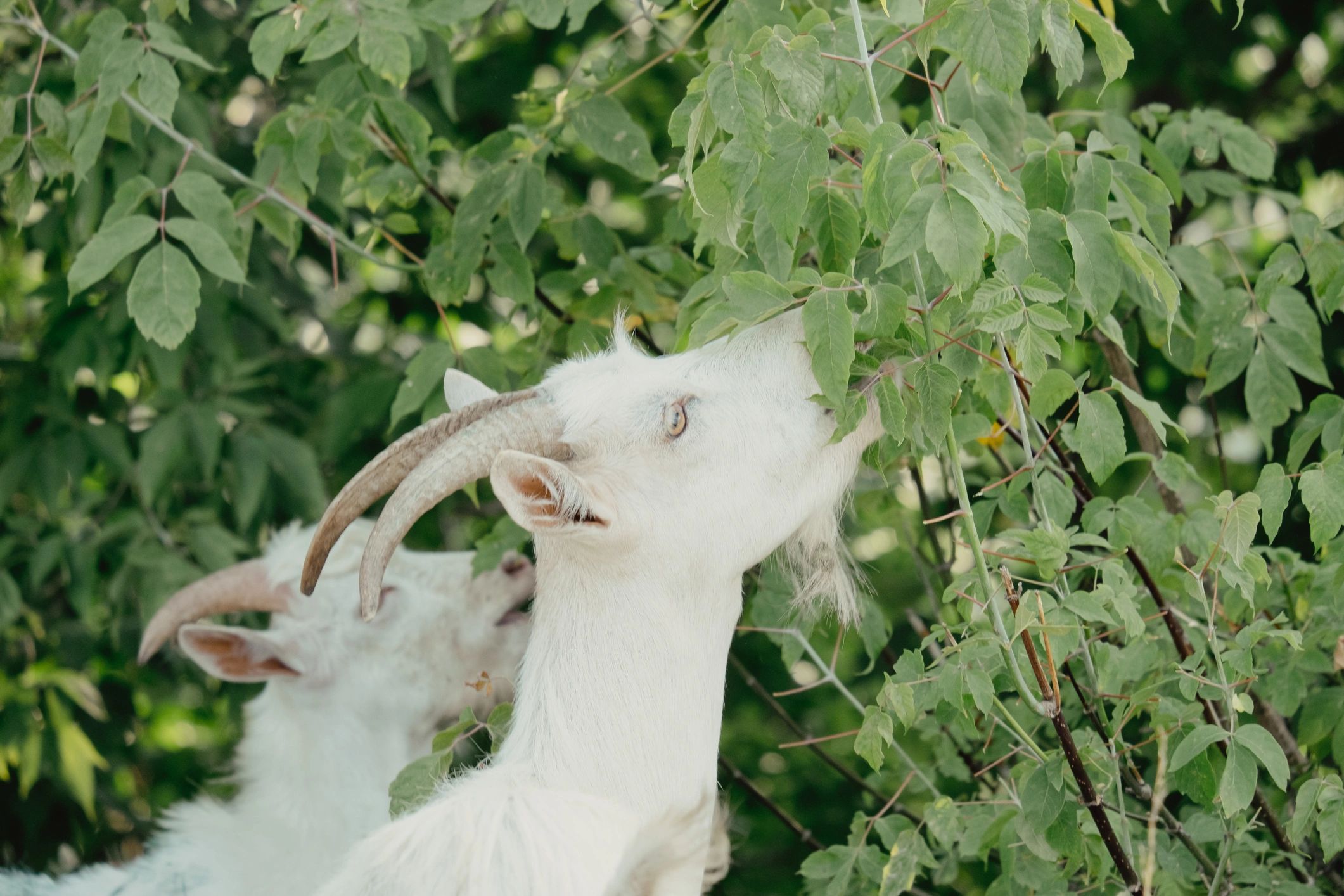All About Goats