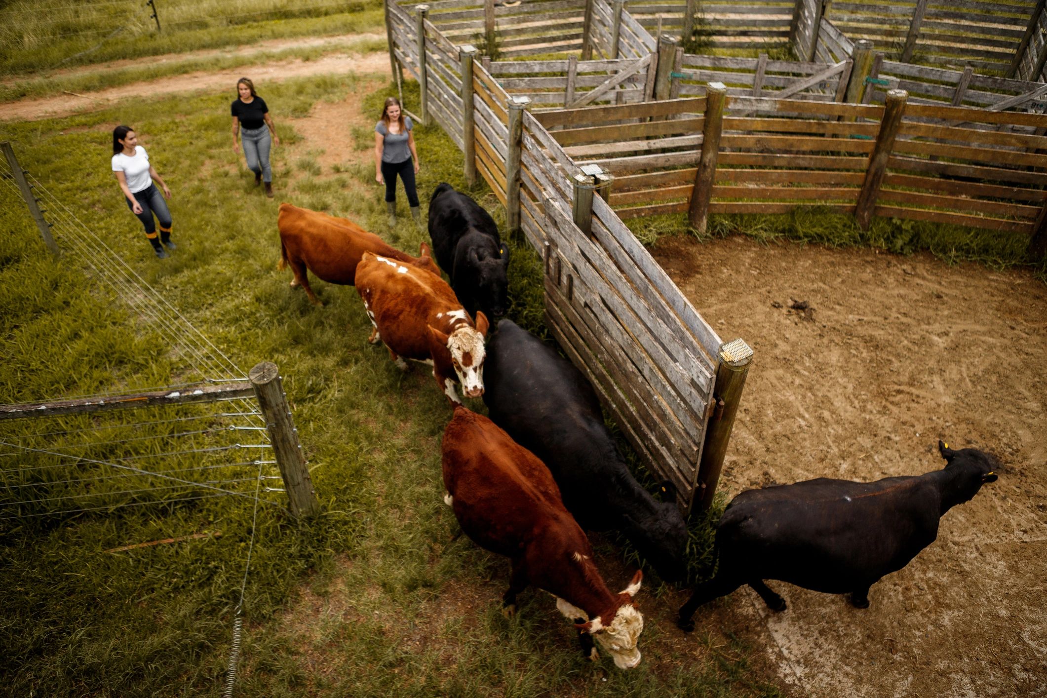 Understanding Sustainable Beef Farming Practices